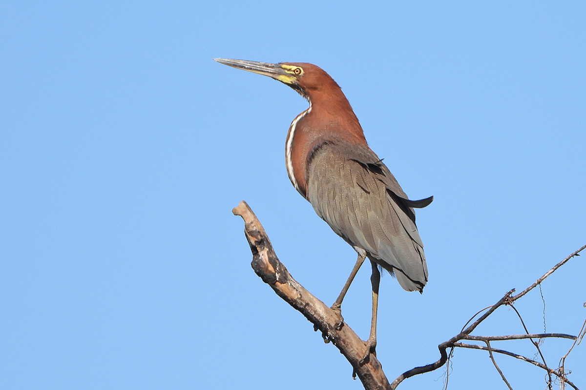 Details : Rufescent Tiger Heron - BirdGuides