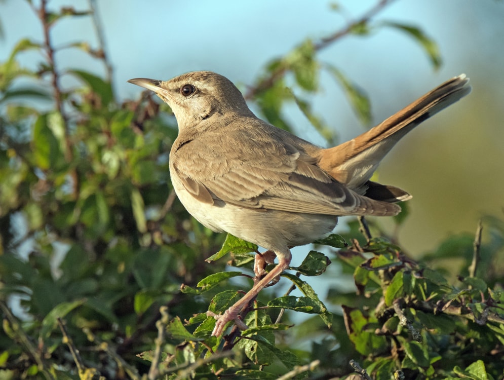 Rufous-tailed Scrub Robin by Alex Mckechnie - BirdGuides