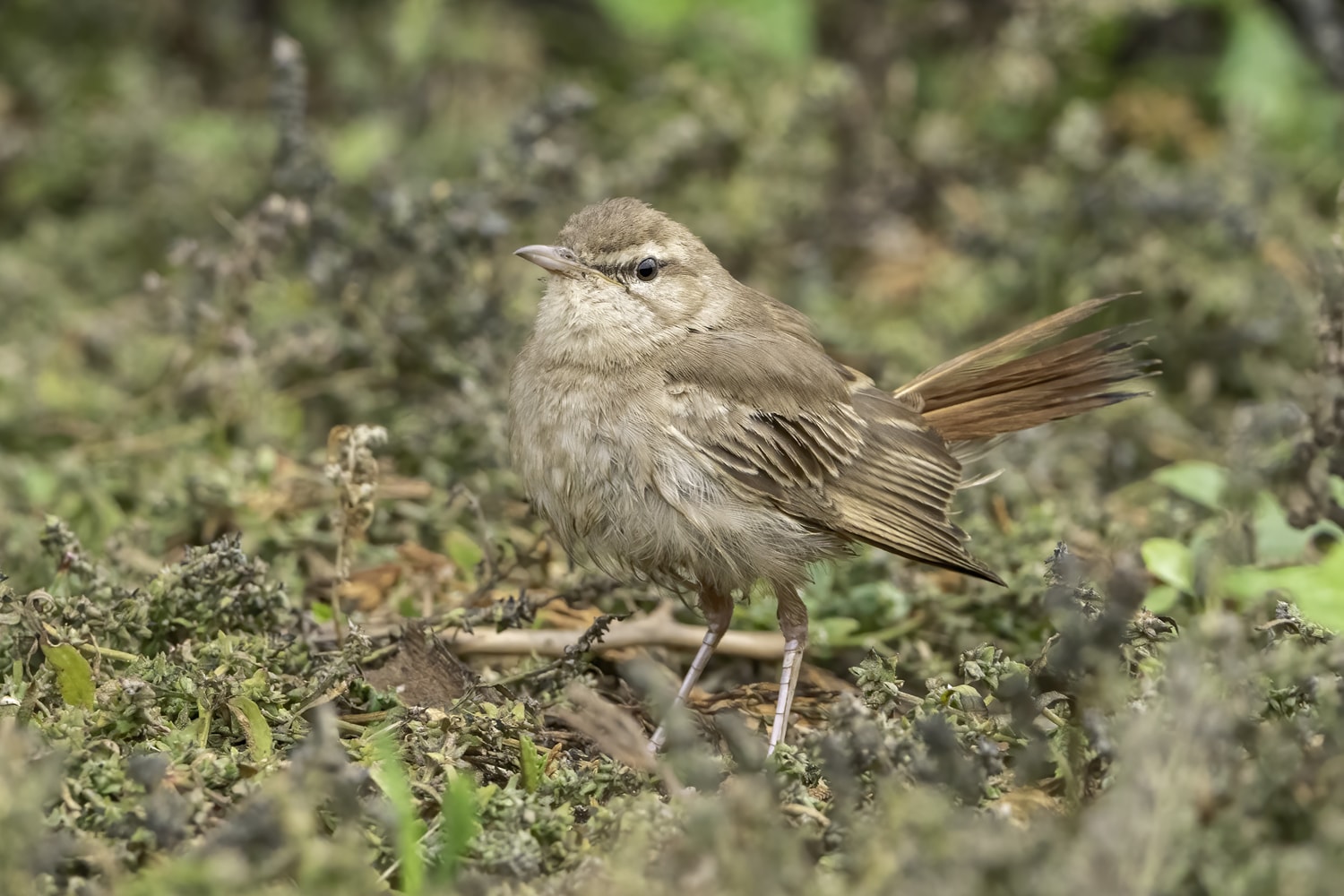 Rufous-tailed Scrub Robin by Kevin Elsby - BirdGuides