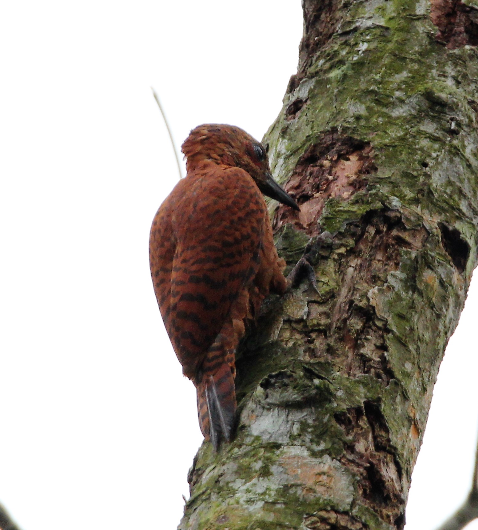 Details : Rufous Woodpecker - BirdGuides