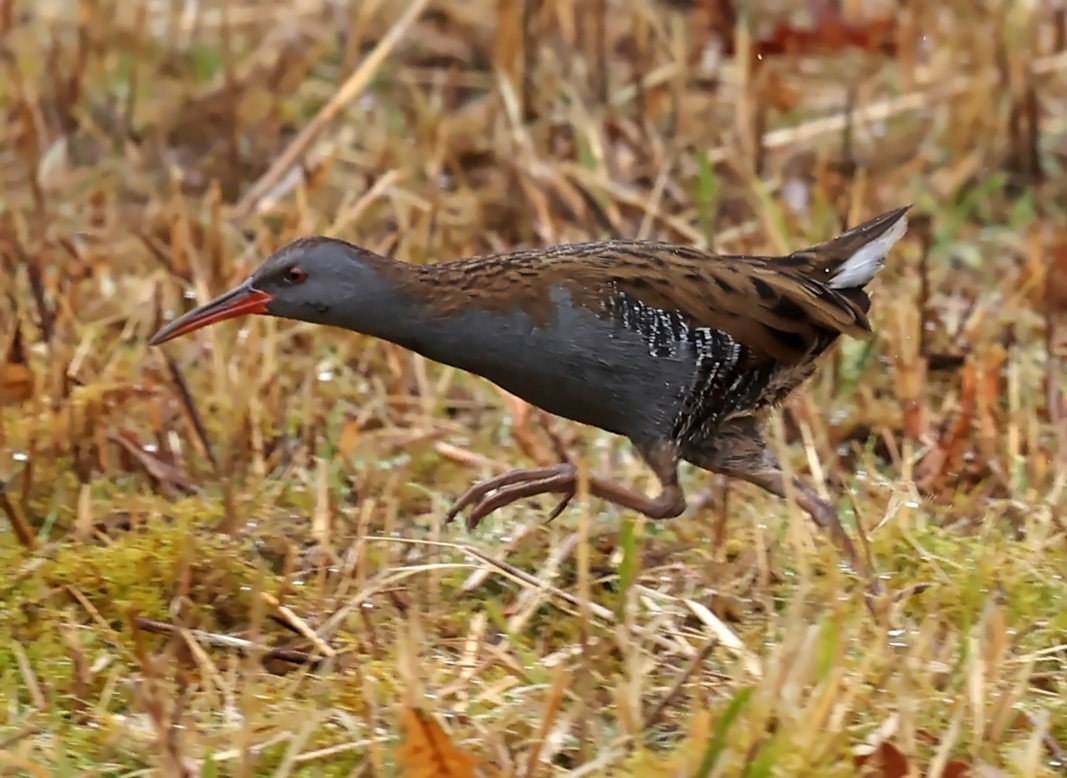 Water Rail by Colin Harvey - BirdGuides