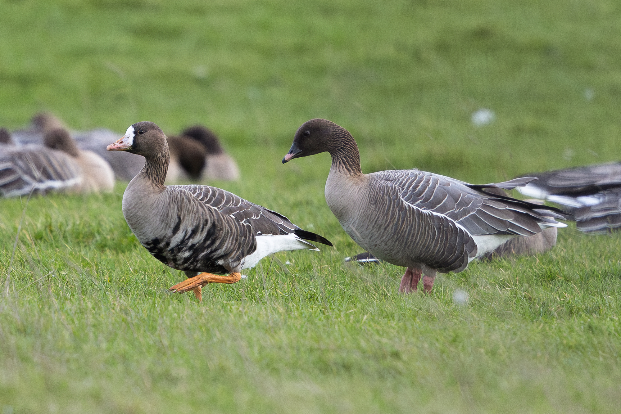 Russian White-fronted Goose by Gary Woodburn - BirdGuides