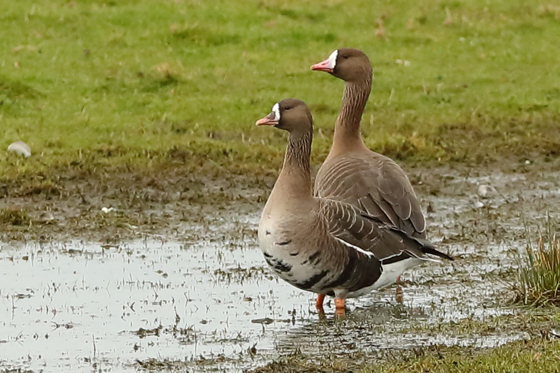 Russian White Fronted Goose by Mike Trew - BirdGuides