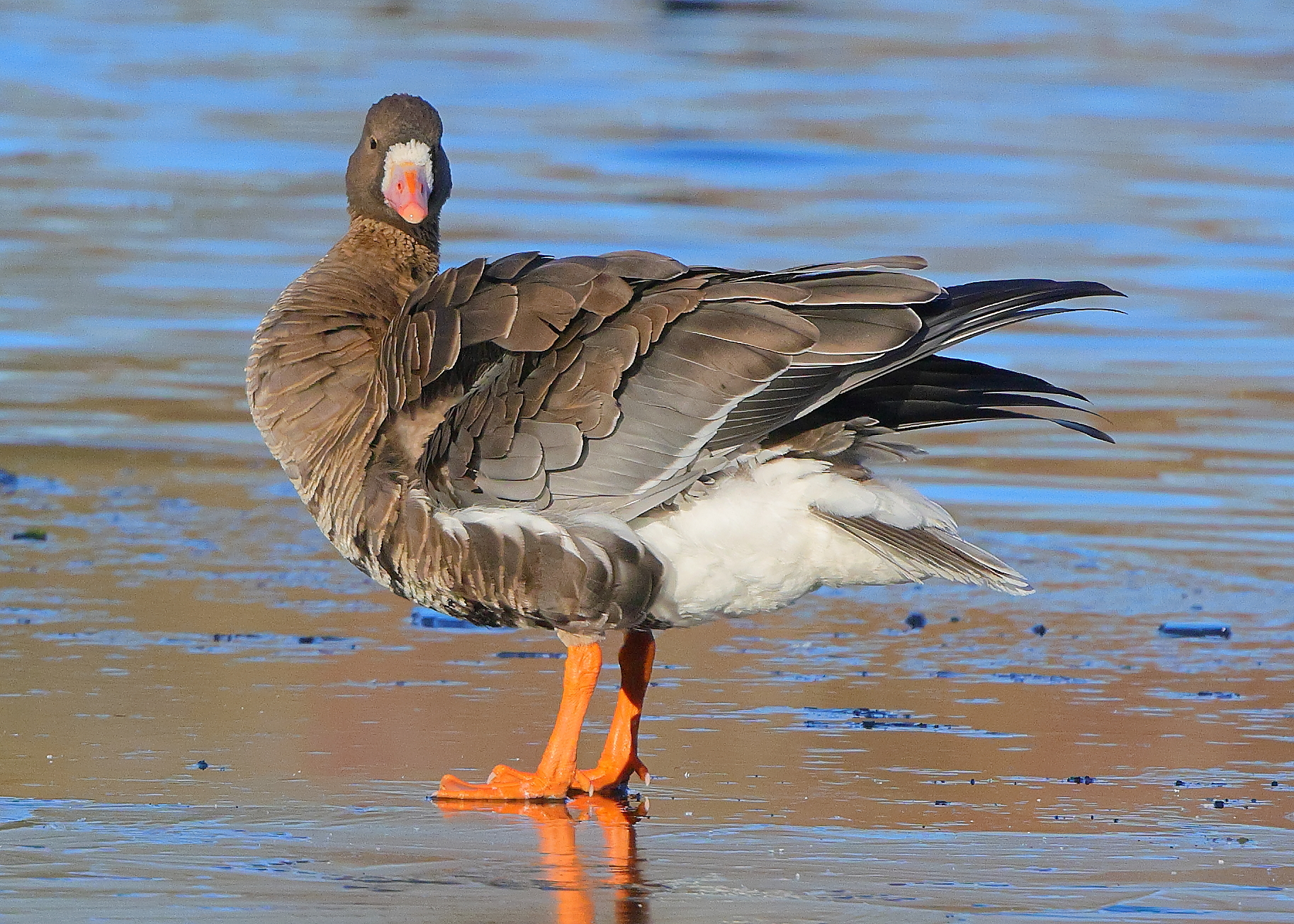 Russian White-fronted Goose by Mike Trew - BirdGuides