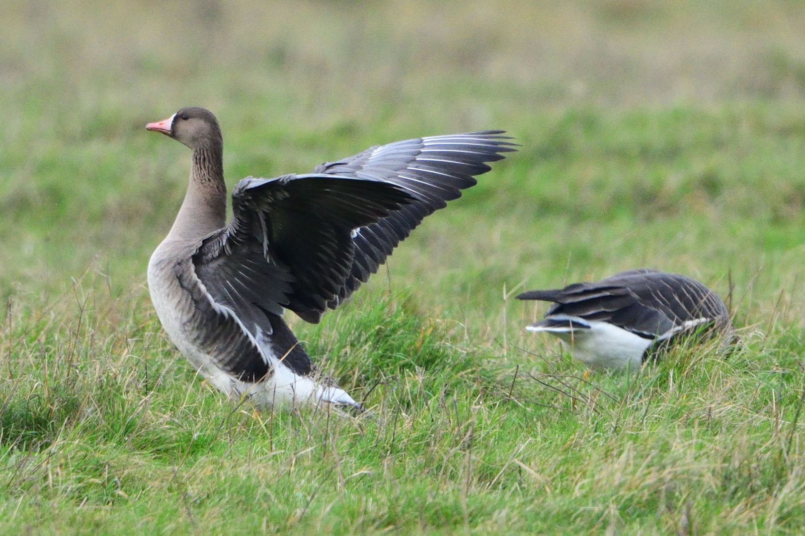 Russian White-fronted Goose by Jim Mountain - BirdGuides
