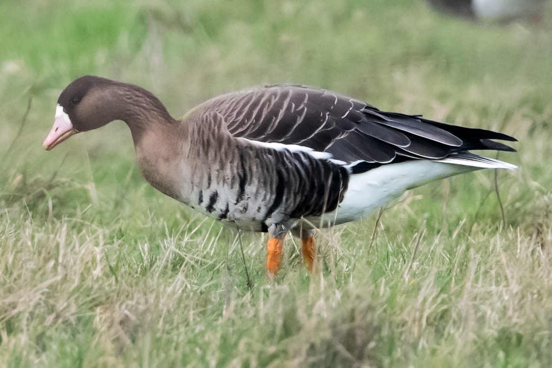 Russian White-fronted Goose by Jim Mountain - BirdGuides