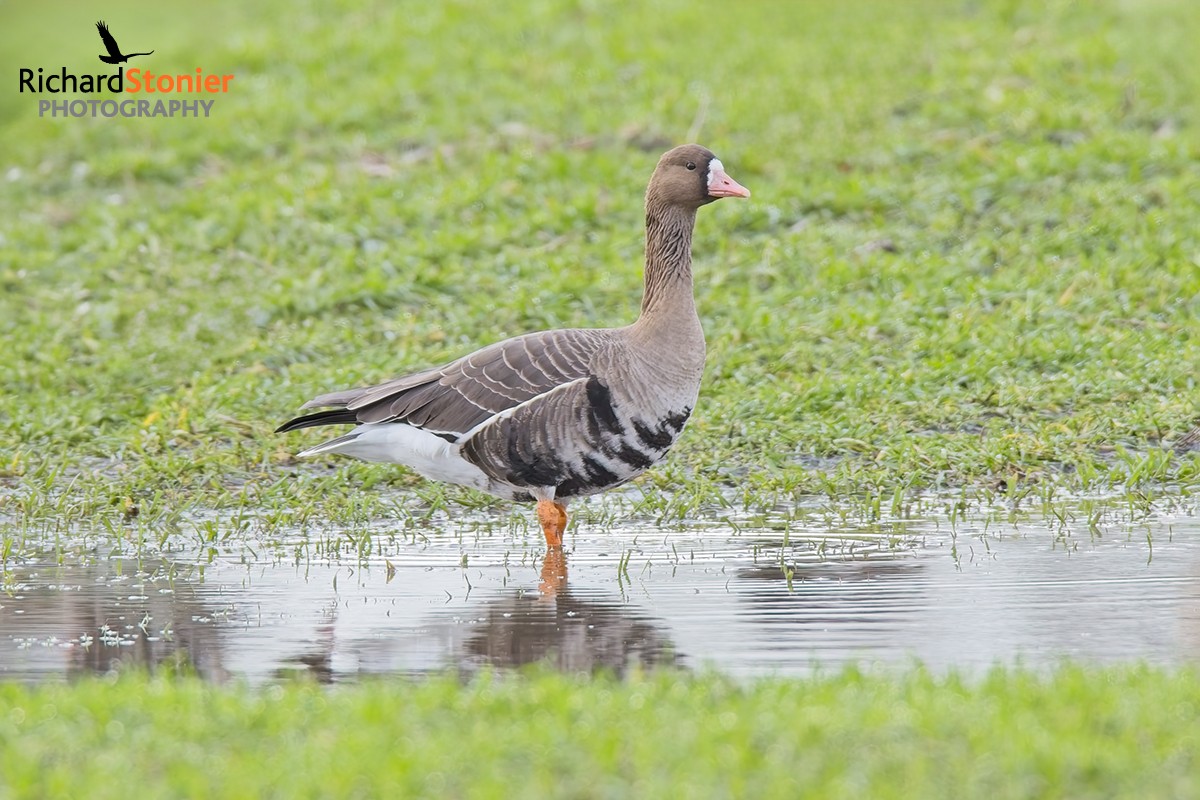 Russian White-fronted Goose by Richard Stonier - BirdGuides