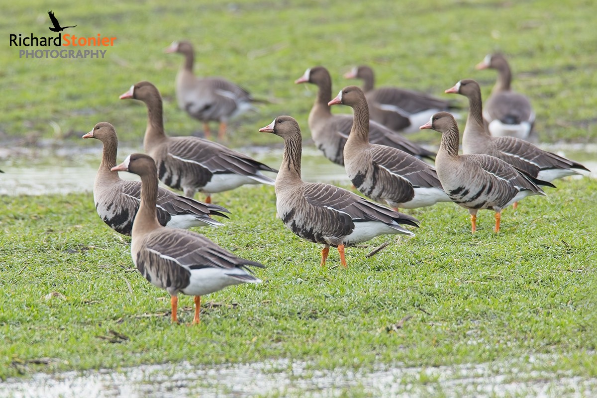 Russian White-fronted Goose by Richard Stonier - BirdGuides