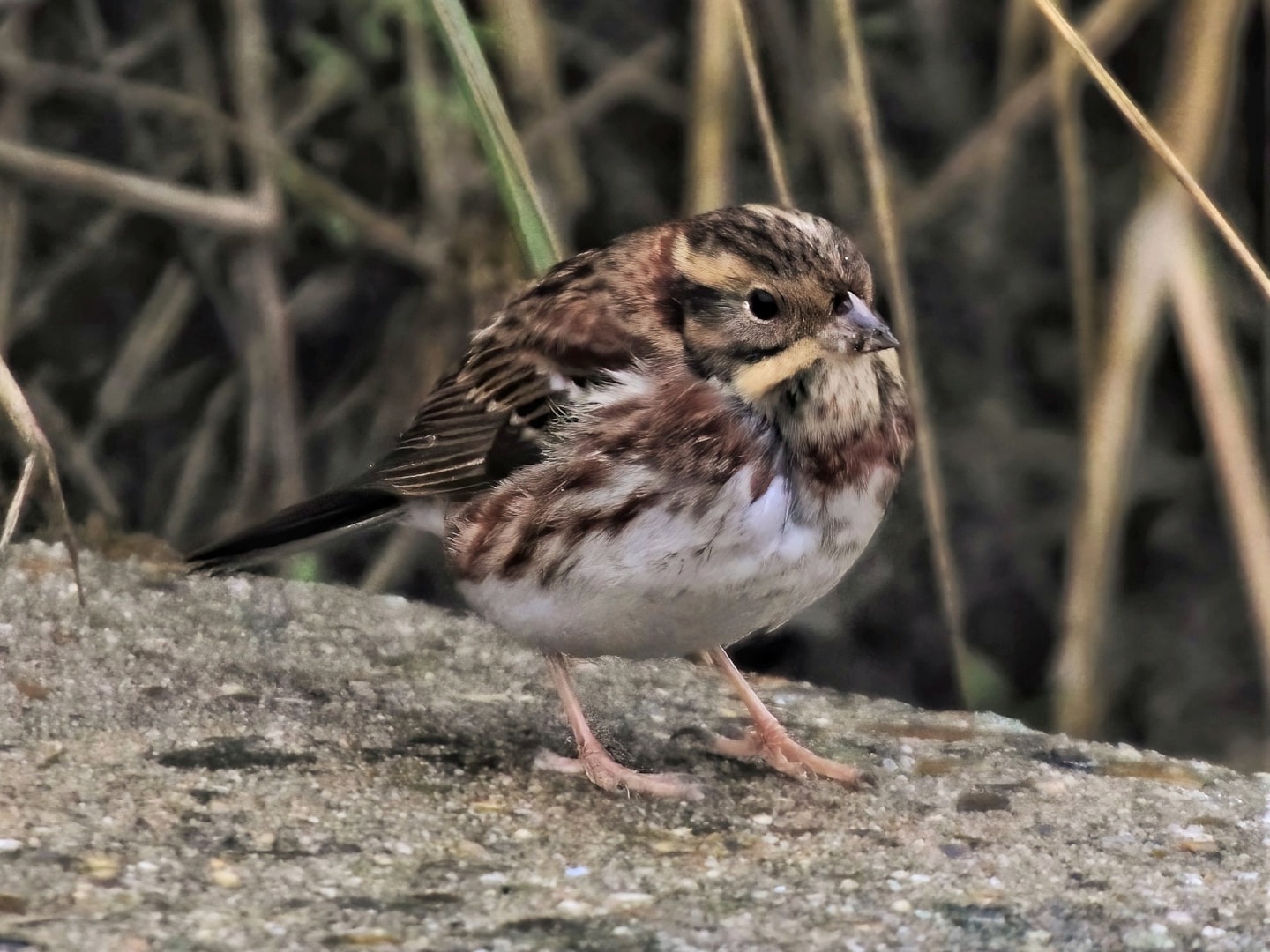 Rustic Bunting by Peter Follett - BirdGuides
