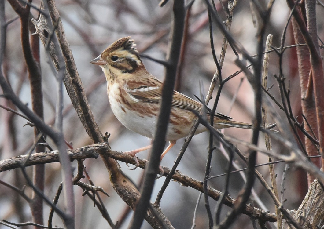 Rustic Bunting by Tony Hovell - BirdGuides