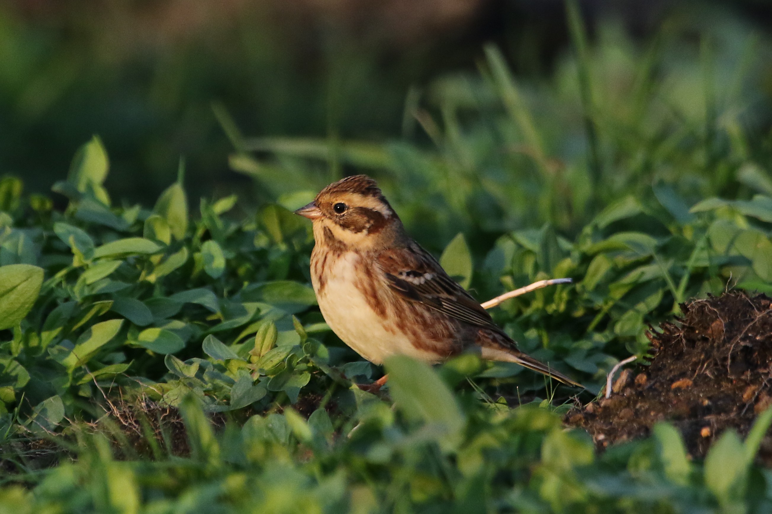 Details : Rustic Bunting - BirdGuides