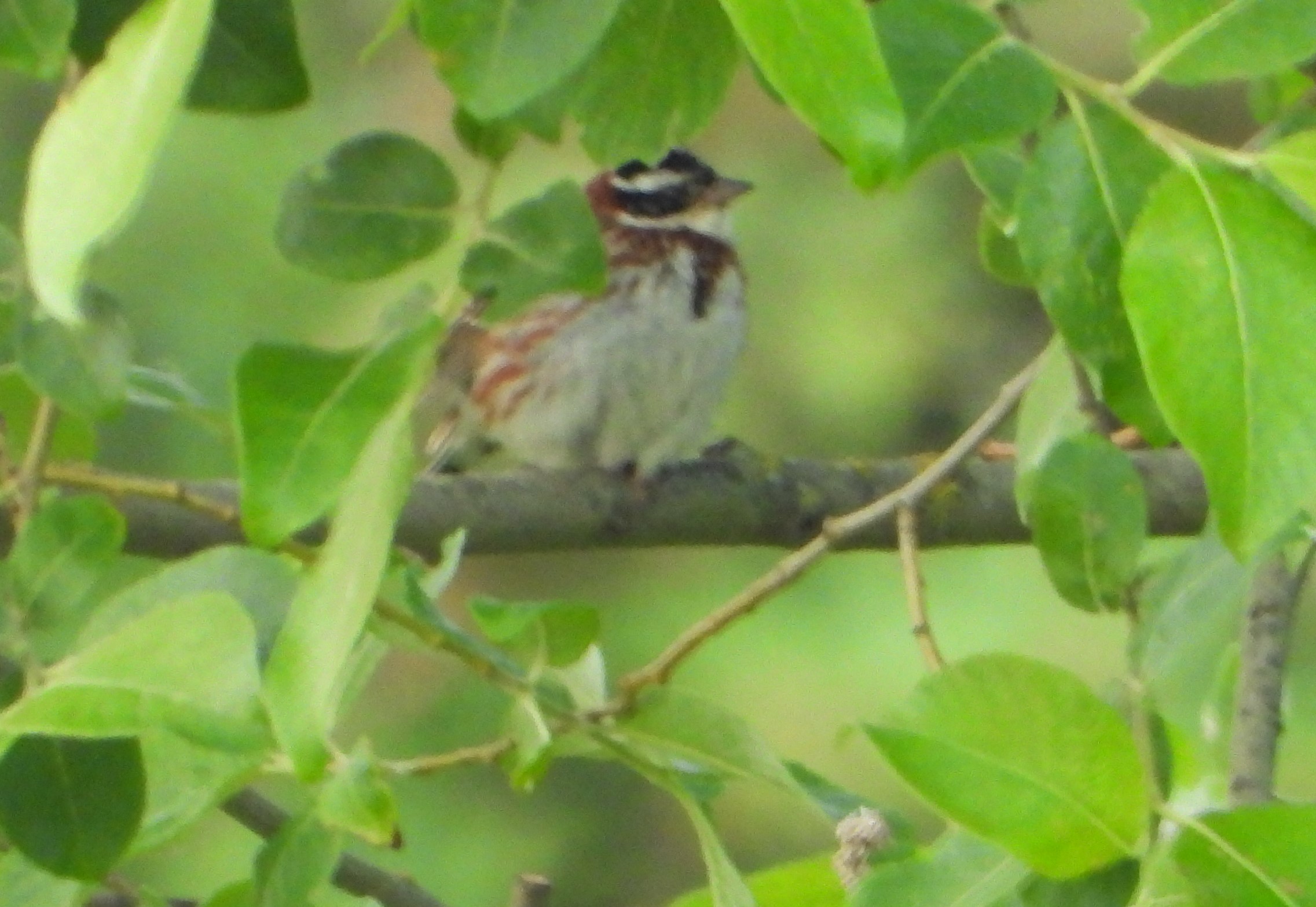 Rustic Bunting by David Macdonald - BirdGuides