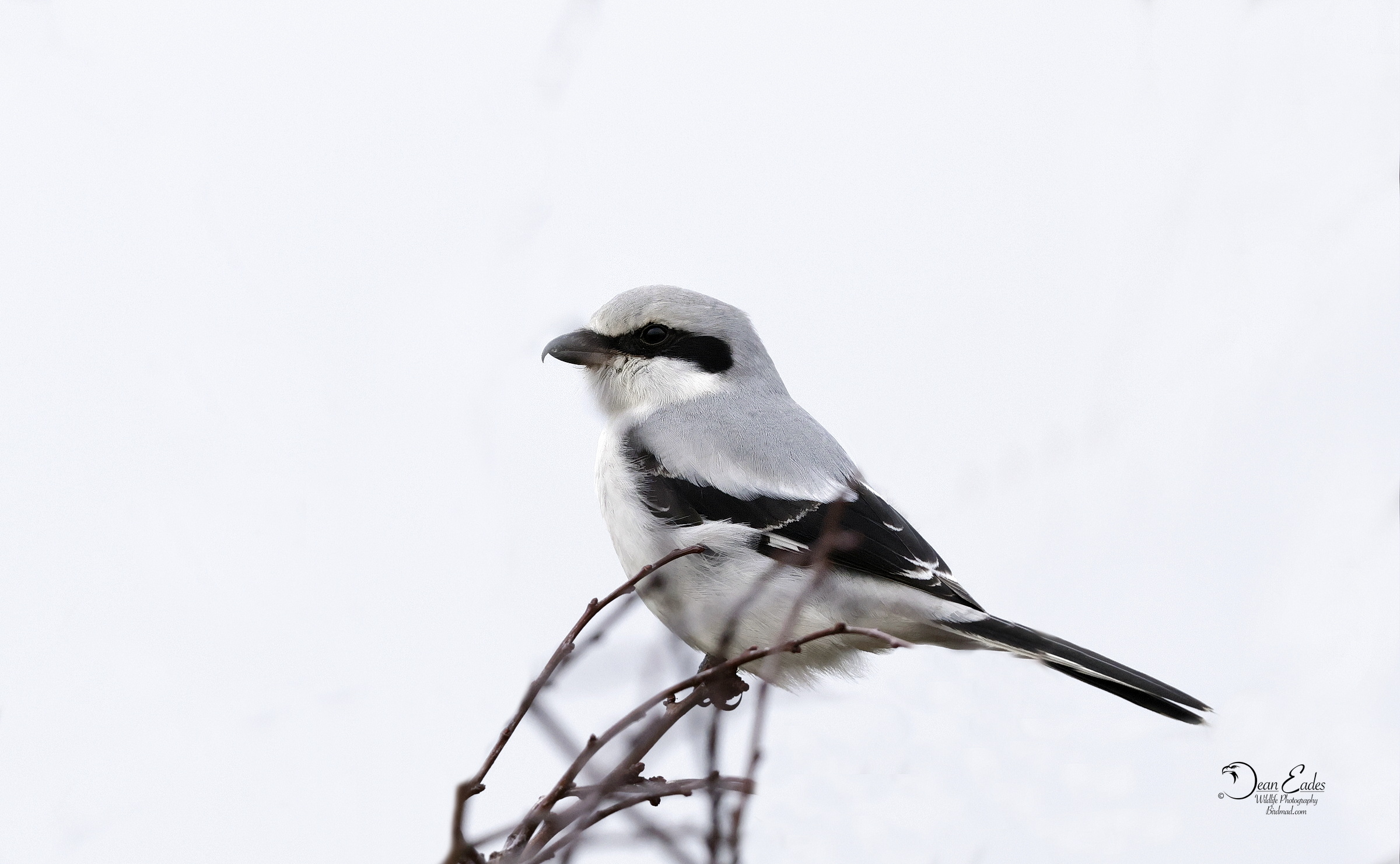 Great Grey Shrike by Dean Eades - BirdGuides