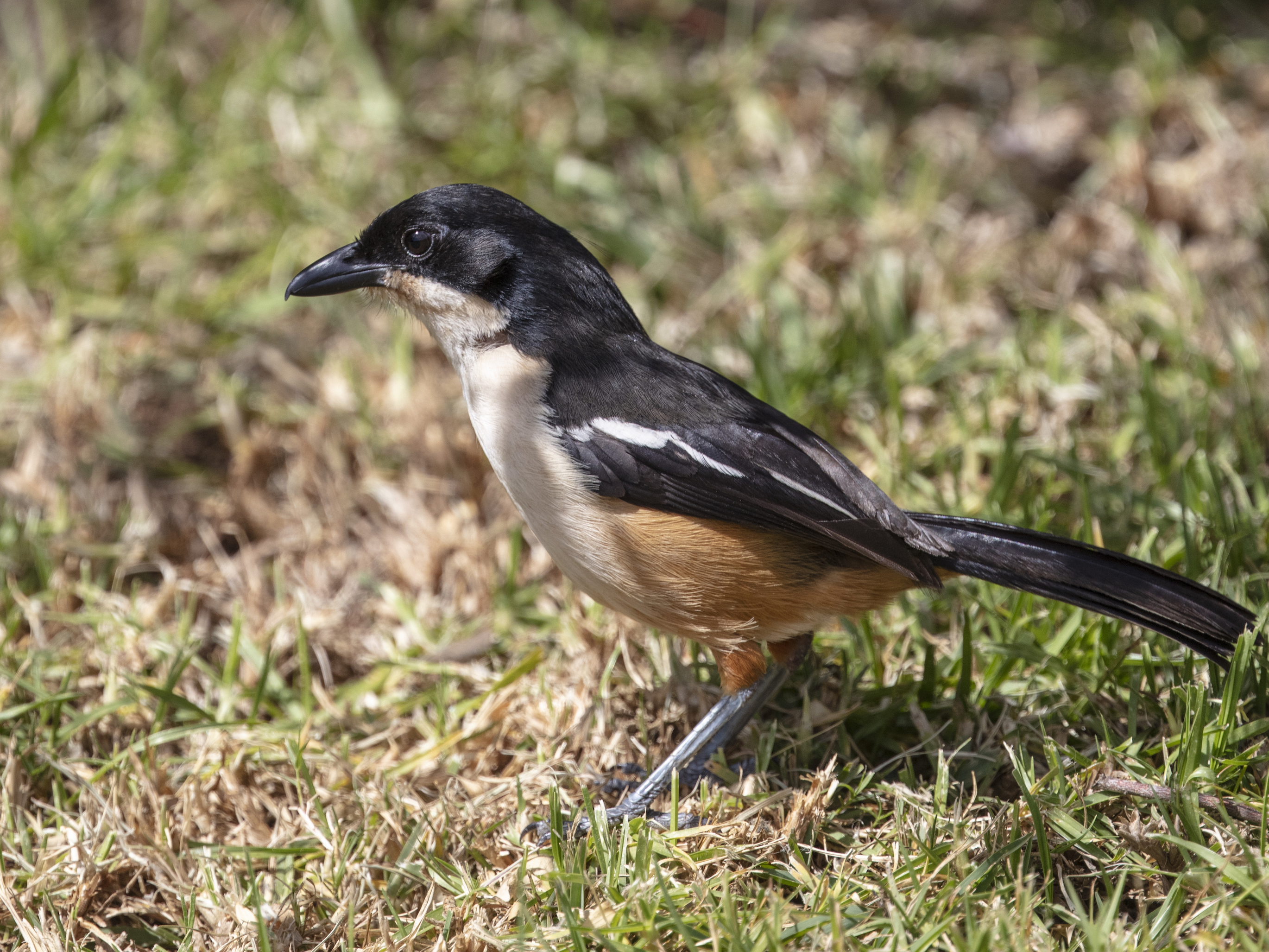 Details : Southern Boubou - BirdGuides