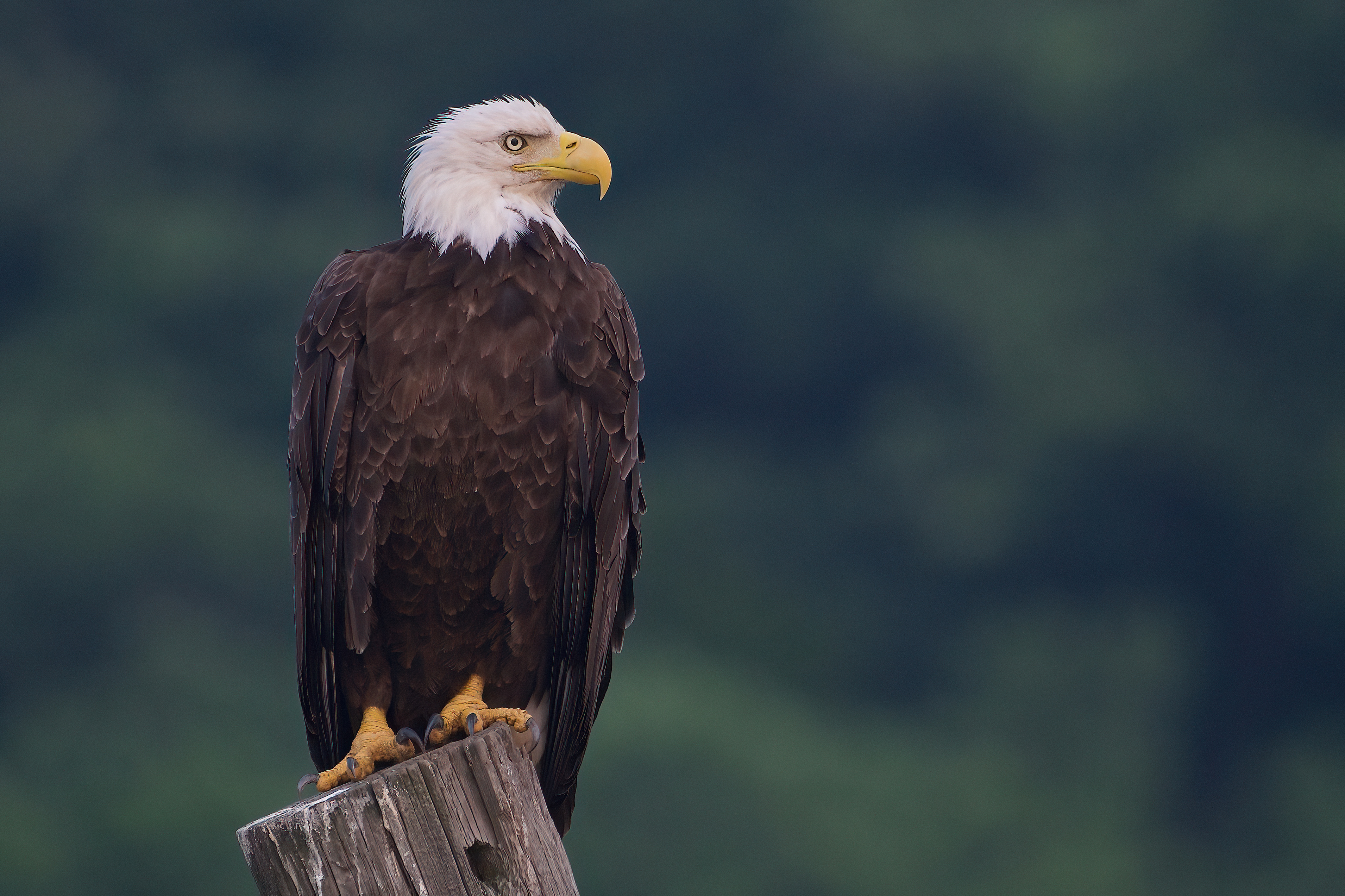 Bald Eagle officially declared US national bird - BirdGuides