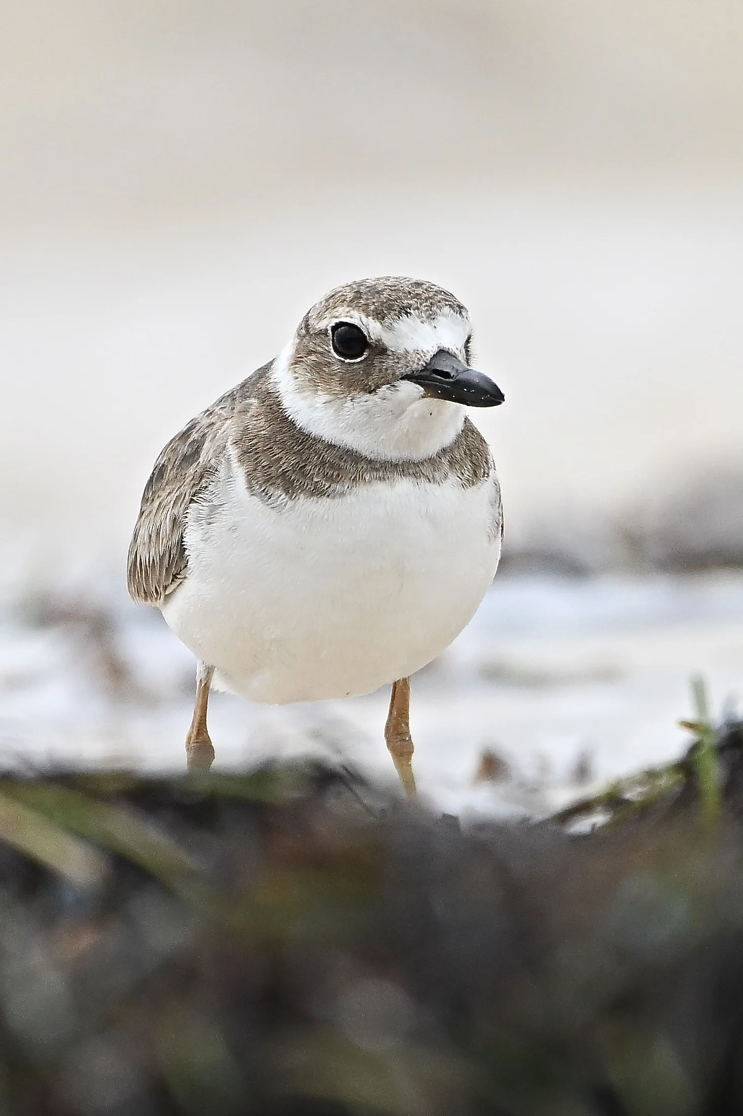 Details : Wilson's Plover - BirdGuides