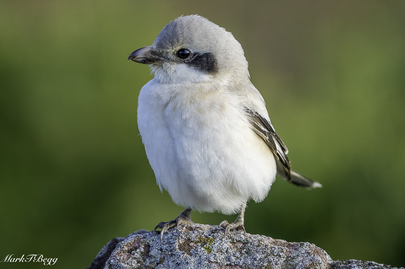 Steppe Grey Shrike by Mark Begg - BirdGuides