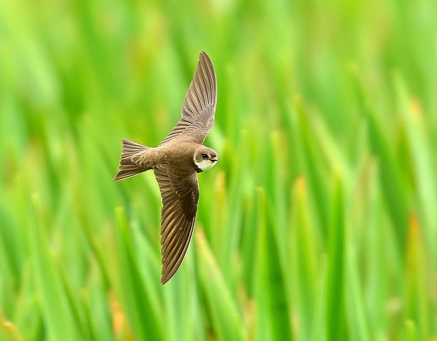 Sand Martin by Stewart Woolley - BirdGuides