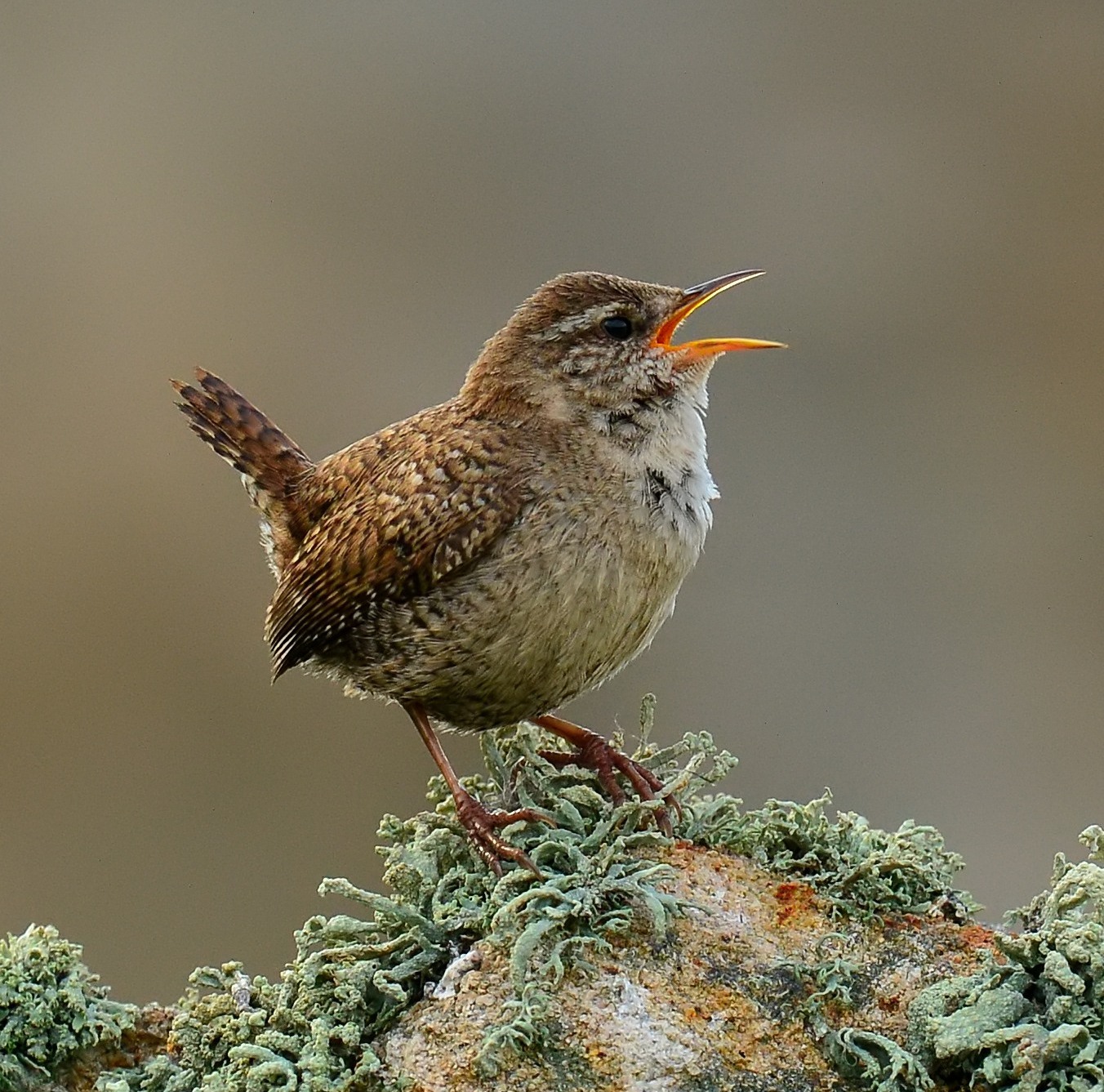 Eurasian Wren by Stewart Woolley - BirdGuides