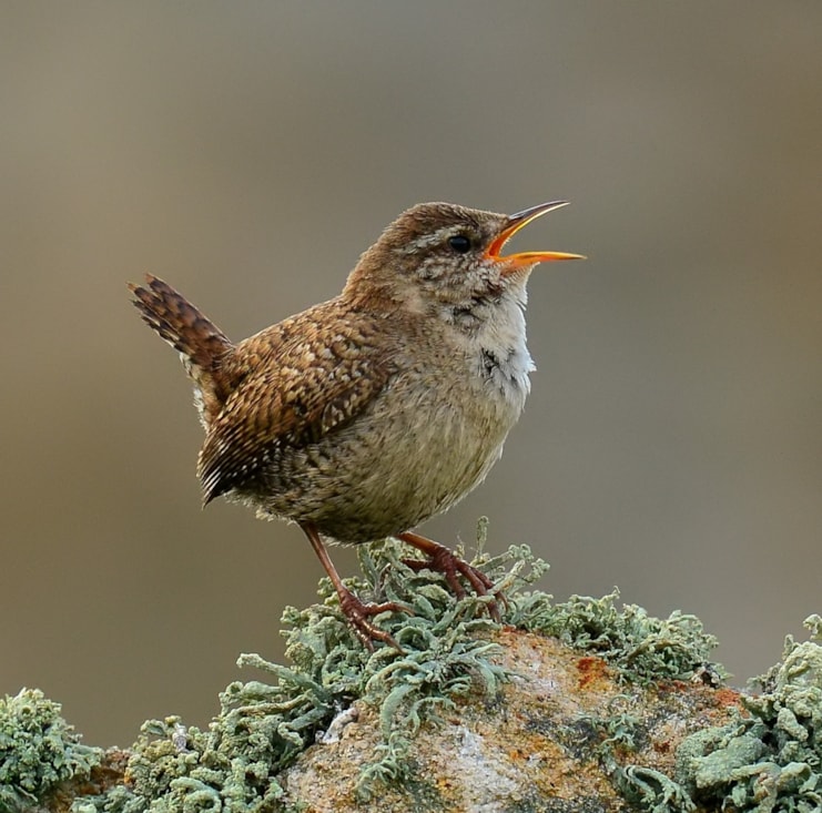 Eurasian Wren by Stewart Woolley - BirdGuides