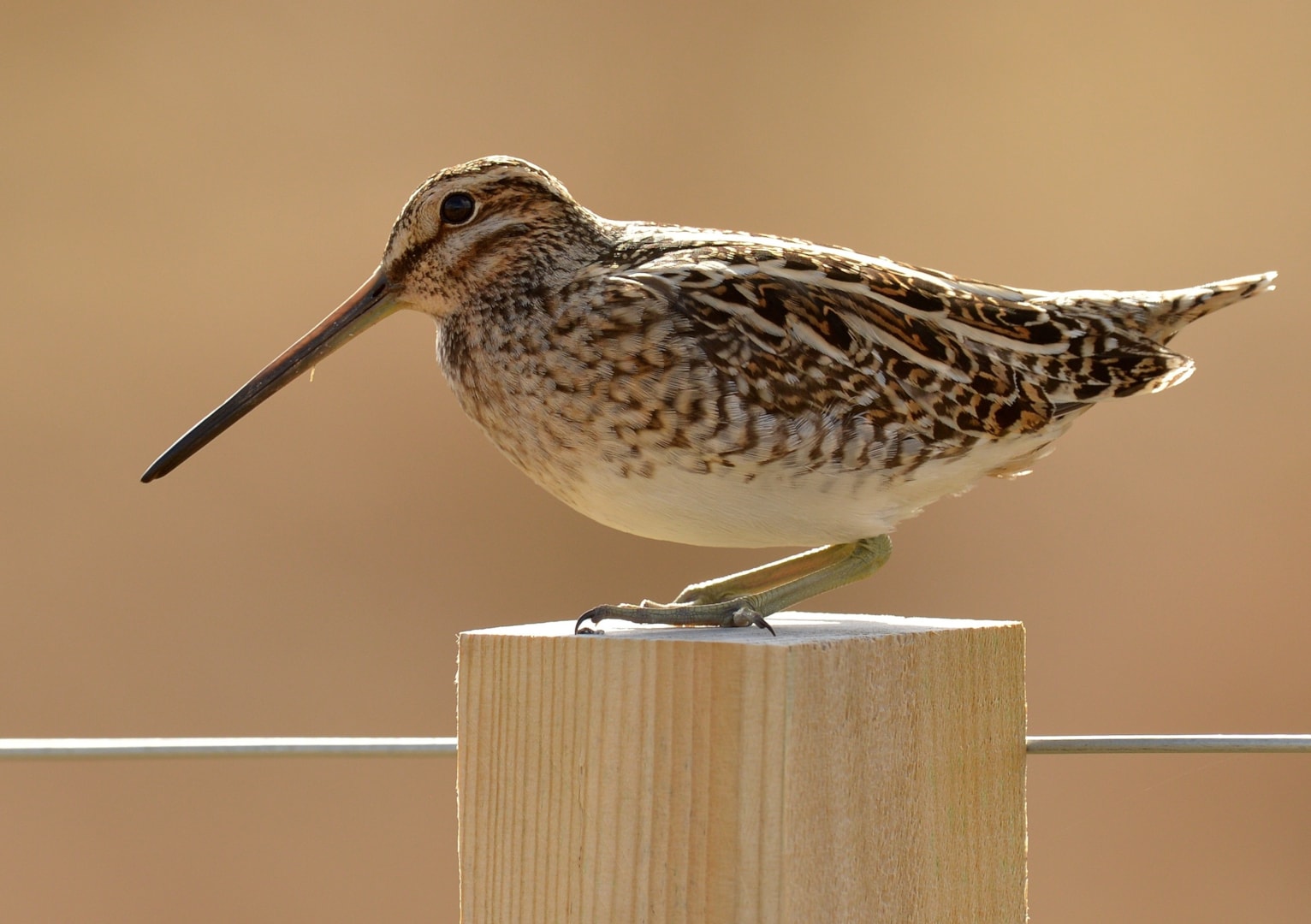 Common Snipe by Stewart Woolley - BirdGuides