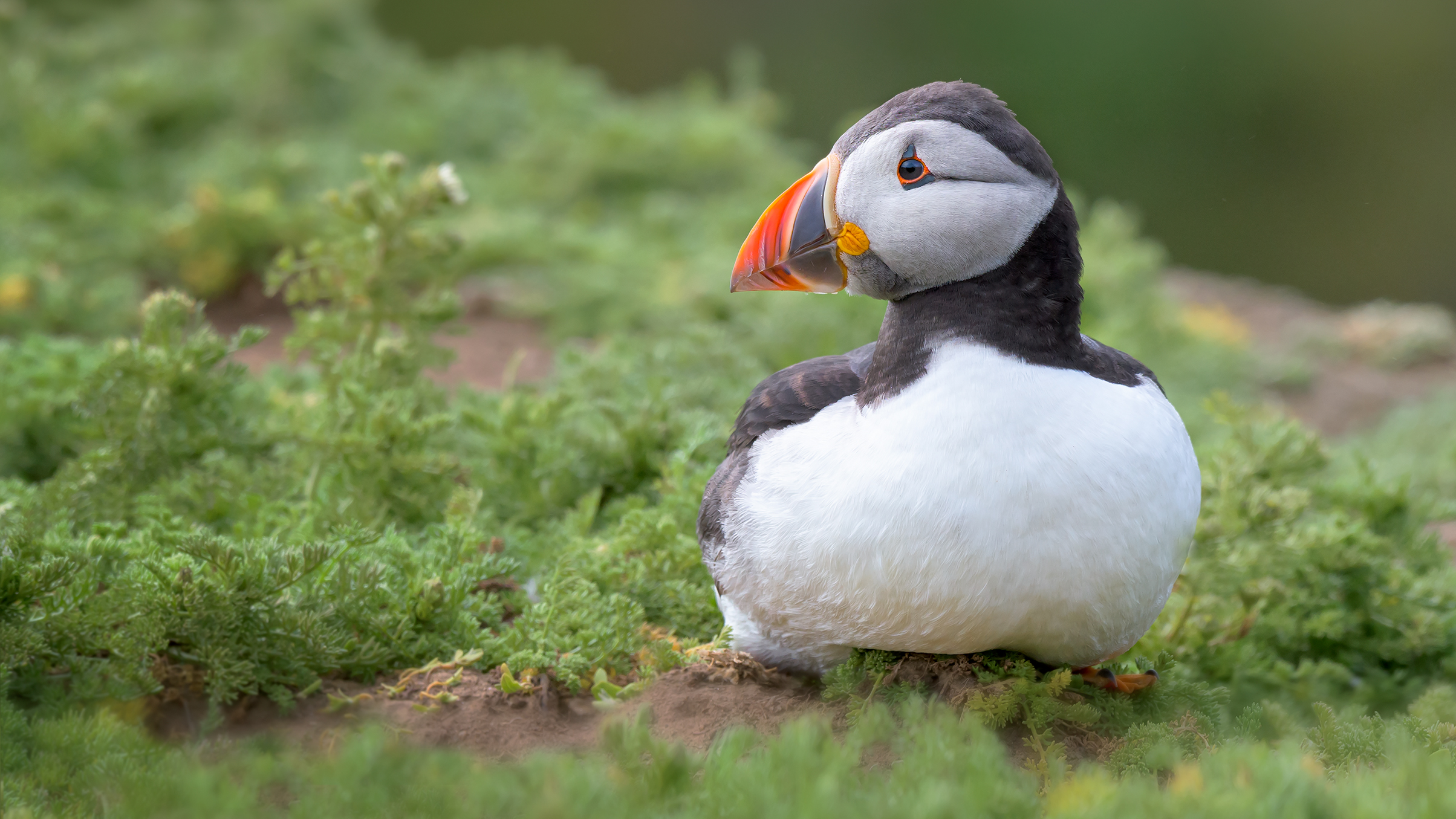 Puffin by Chris Miles - BirdGuides