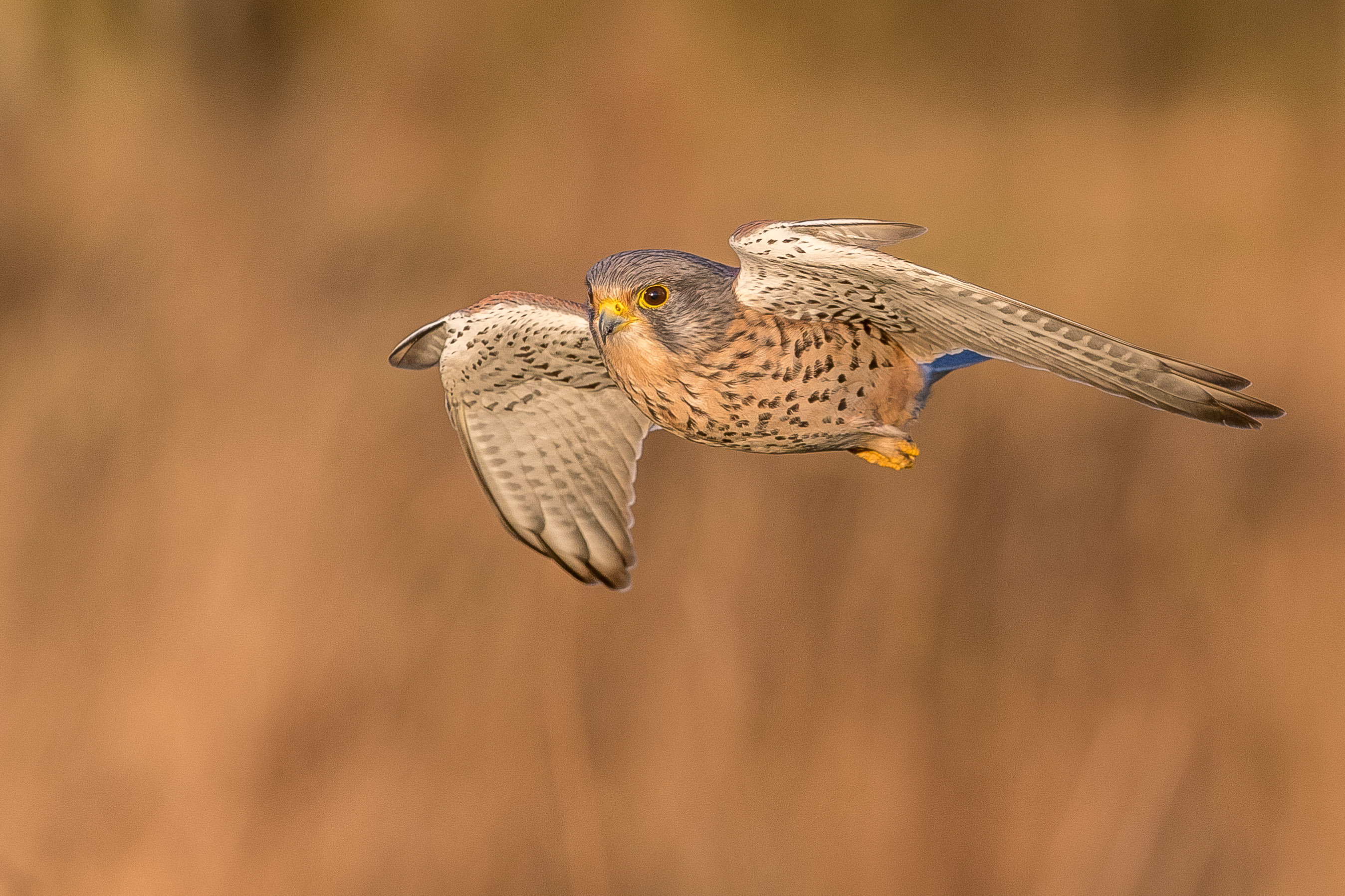 Common Kestrel by STEPHEN LAYCOCK - BirdGuides
