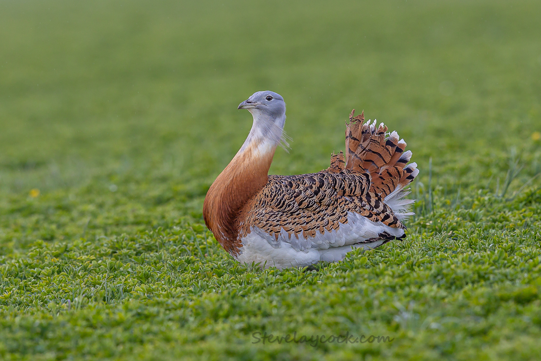 Great Bustard nests in Slovakia for first time in 12 years - BirdGuides