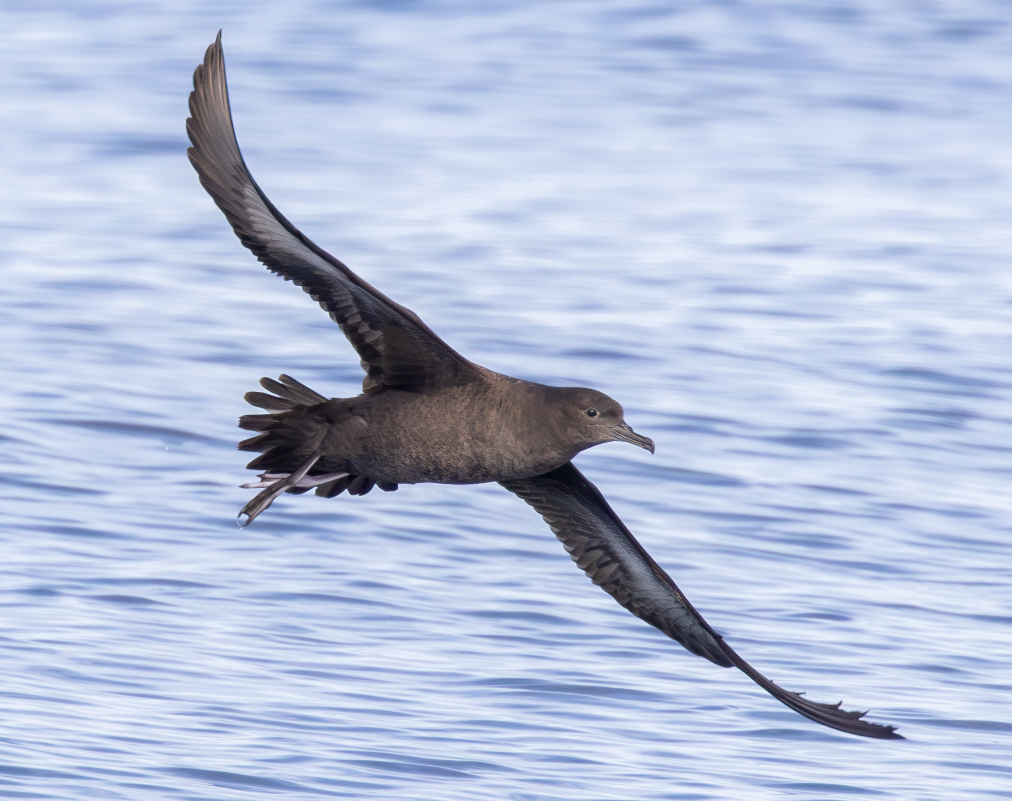 Sooty Shearwater by Peter Garrity - BirdGuides