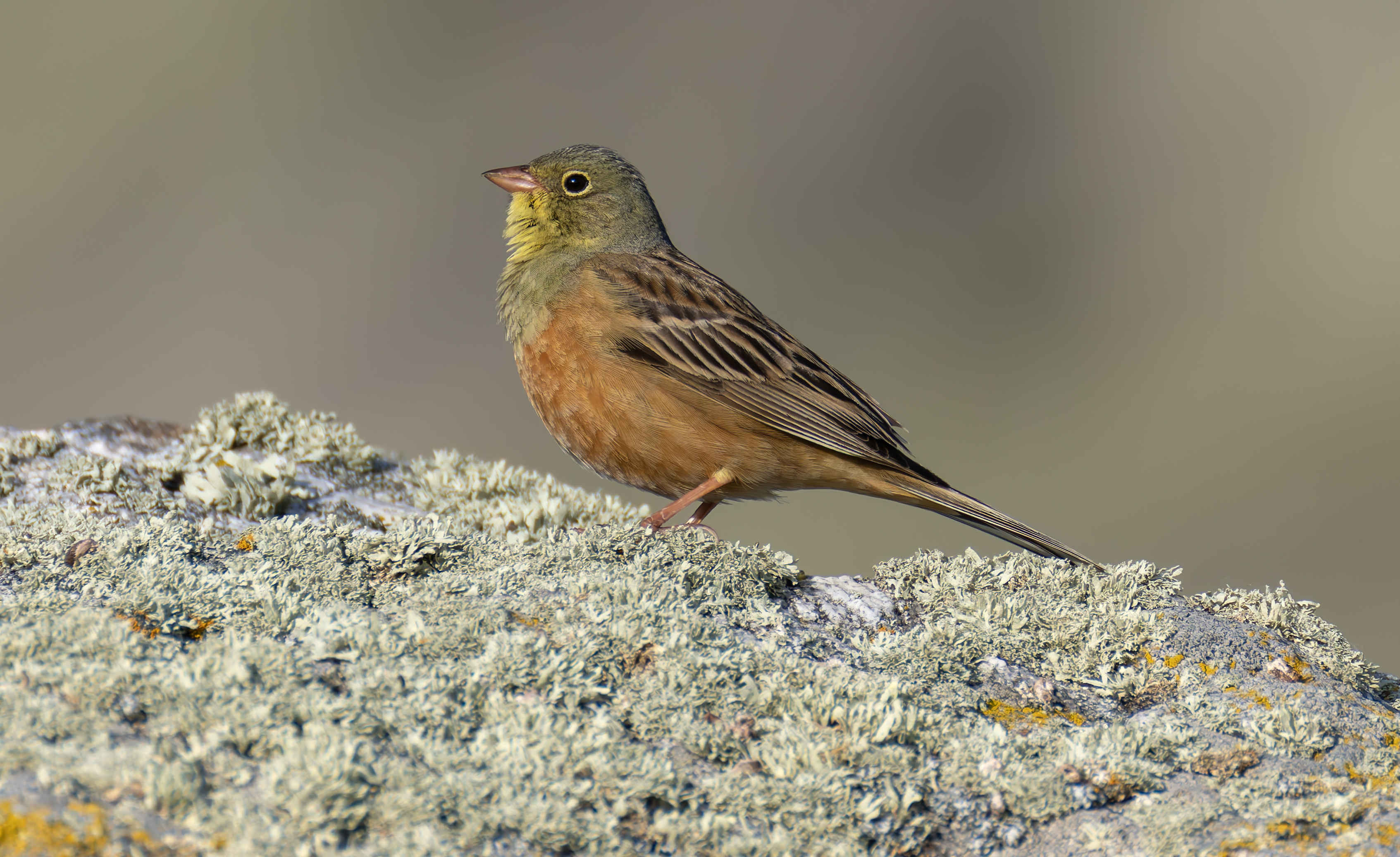 Ortolan Bunting by Glyn Sellors - BirdGuides