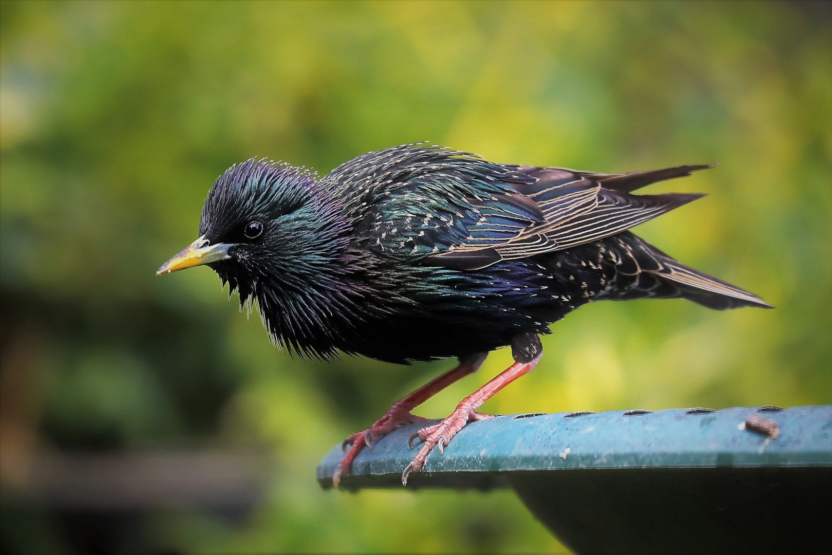 Common Starling By PETER MILES BirdGuides common-starling-by-peter-miles-birdguides