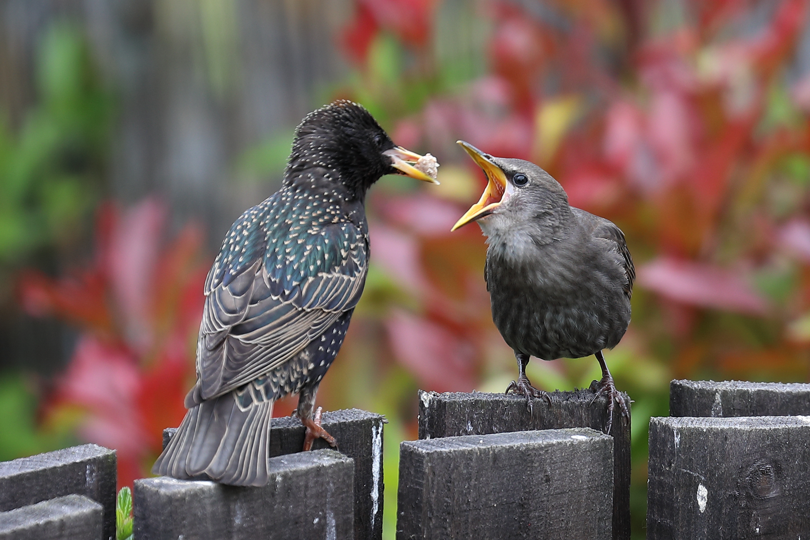 Common Starling by PETER MILES - BirdGuides