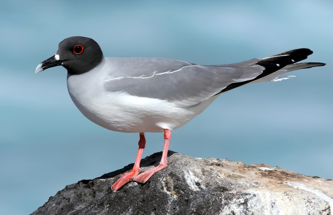 Swallow-tailed Gull by Jaz - BirdGuides