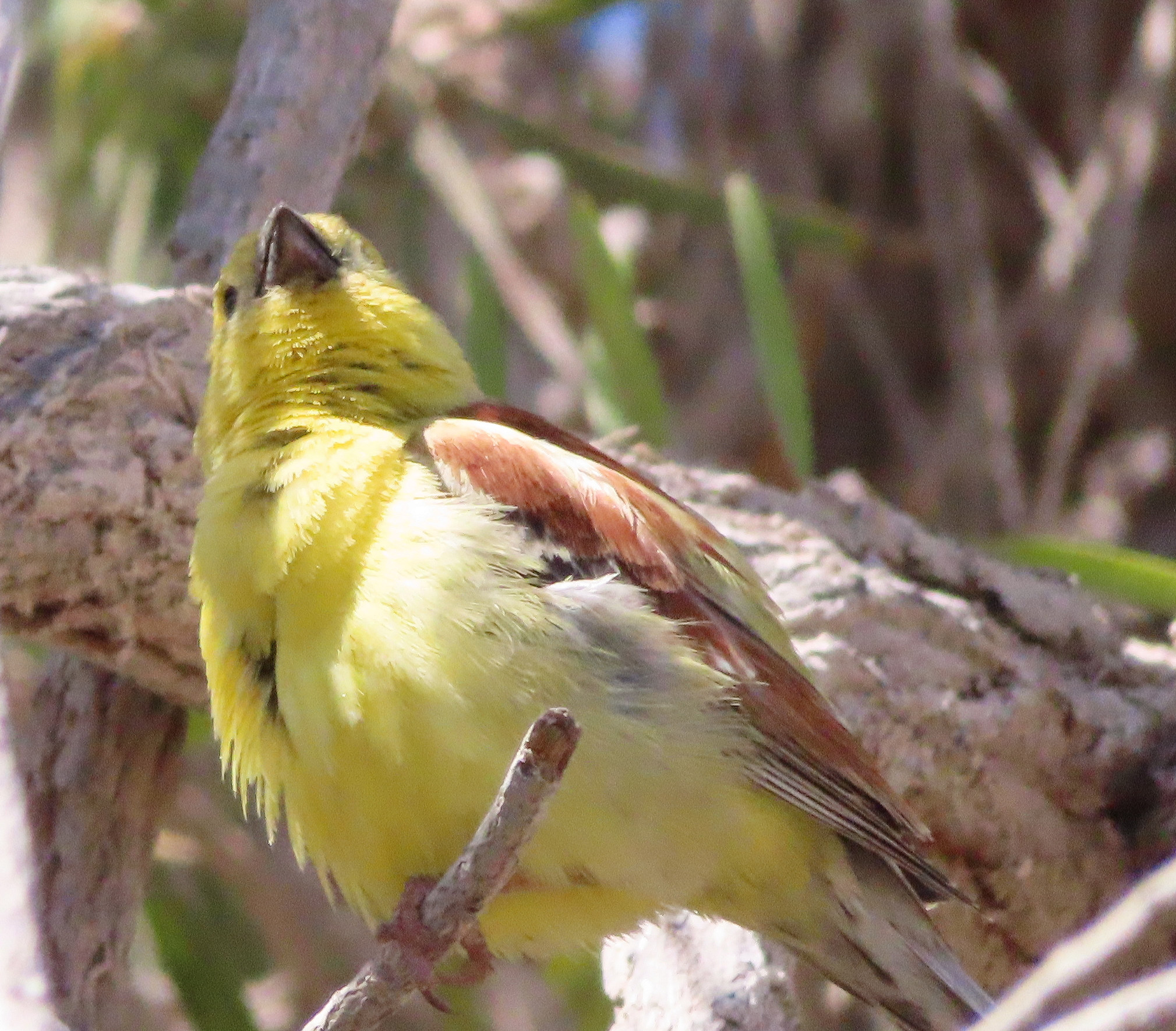 Sudan Golden Sparrow by Robert Wemyss - BirdGuides