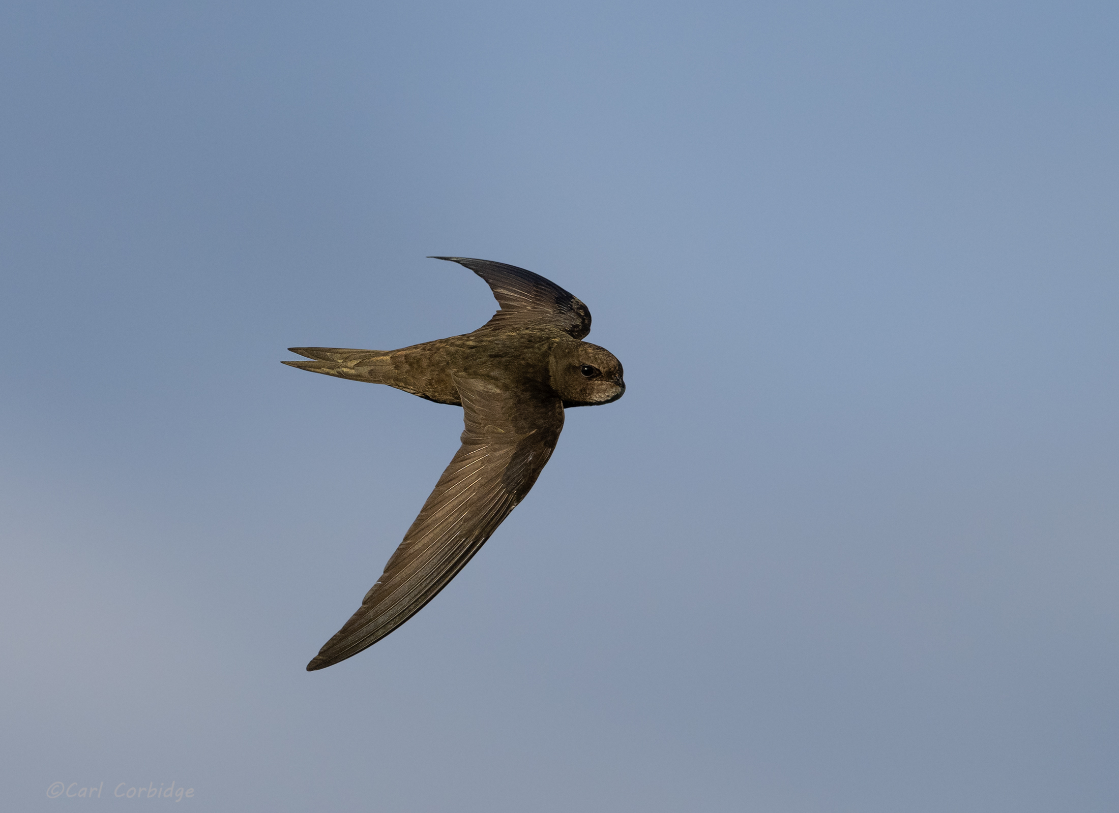 Common Swift by Carl Corbidge - BirdGuides