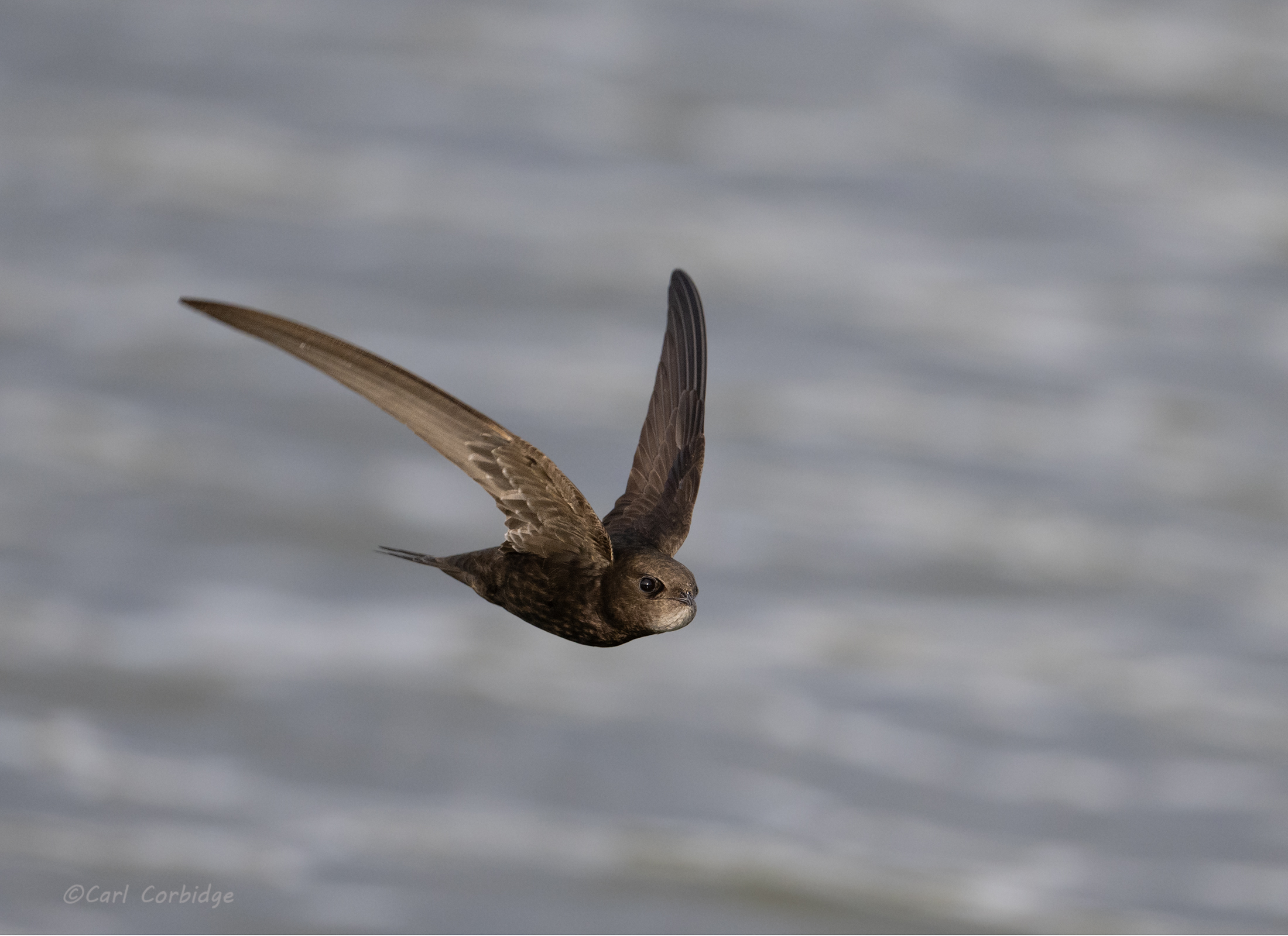 Common Swift by Carl Corbidge - BirdGuides