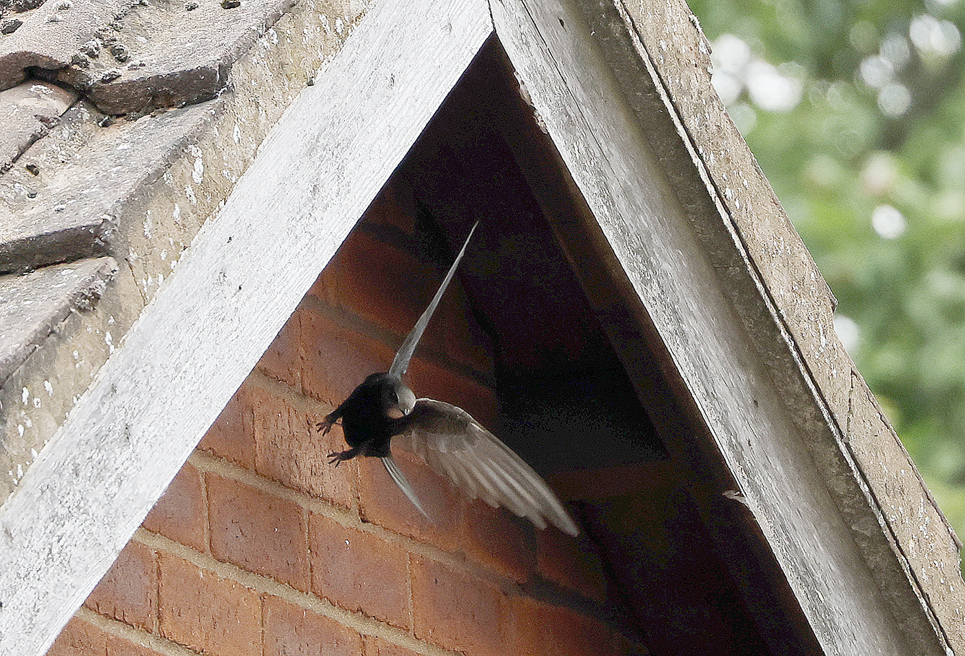Swifts discovered using House Martin nests in France - BirdGuides
