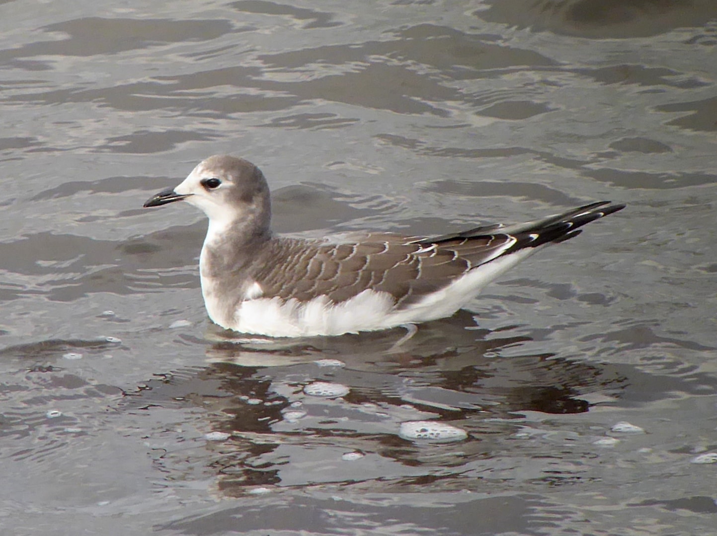 Sabine's Gull by John A Davis - BirdGuides