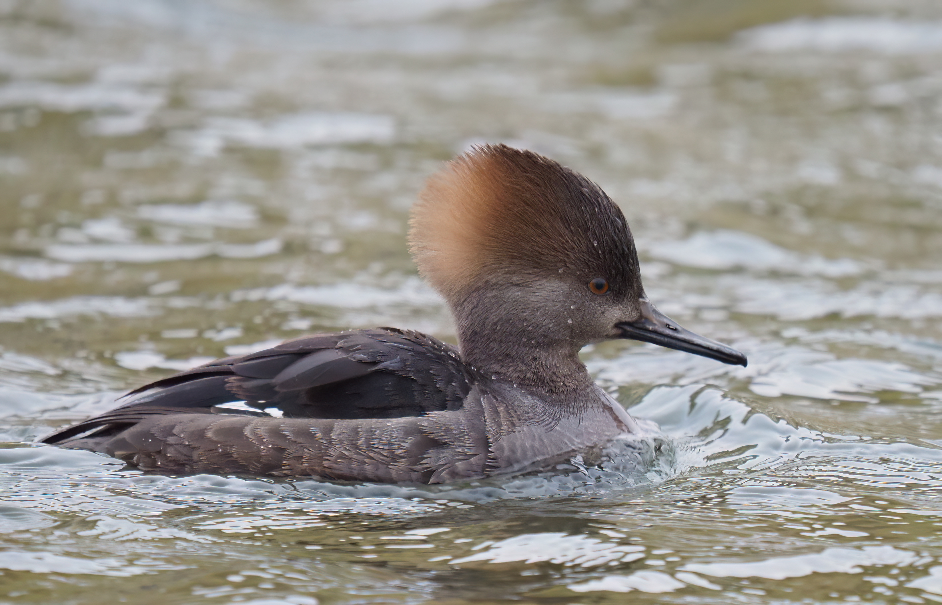 Hooded Merganser by Silas Olofson - BirdGuides