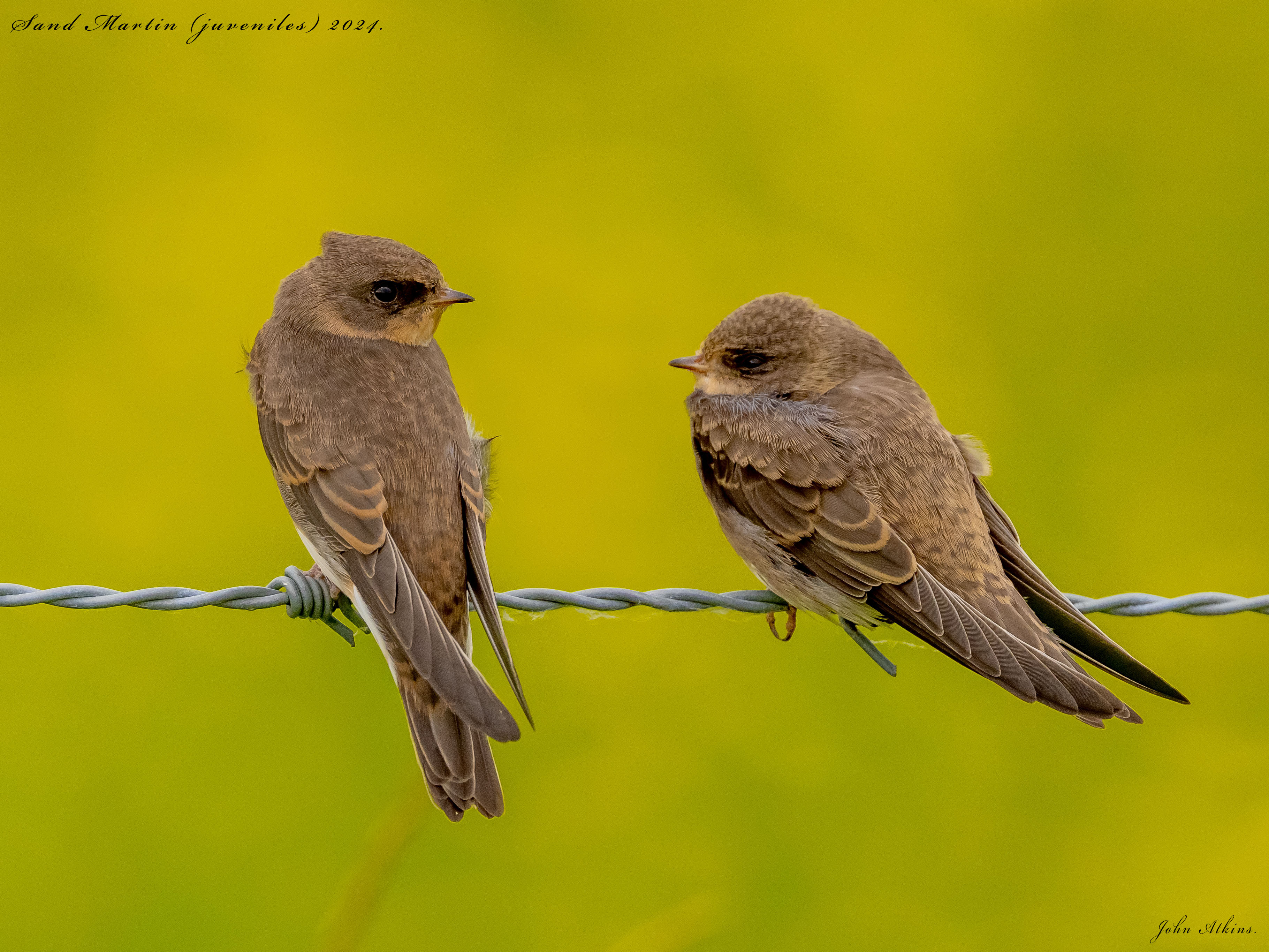 Sand Martin by John Atkins - BirdGuides