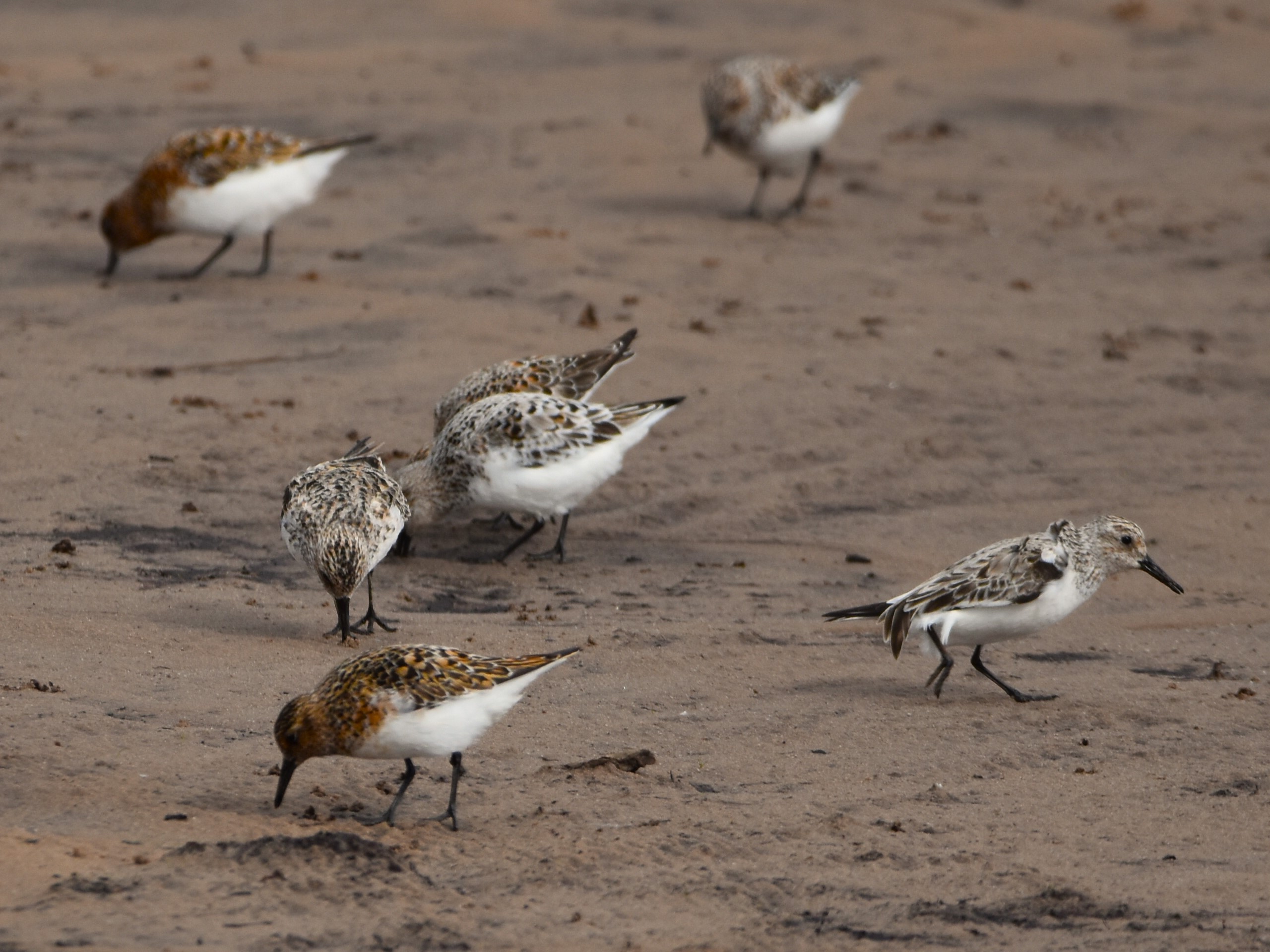 Sanderling by Andrew Laird Boldy - BirdGuides