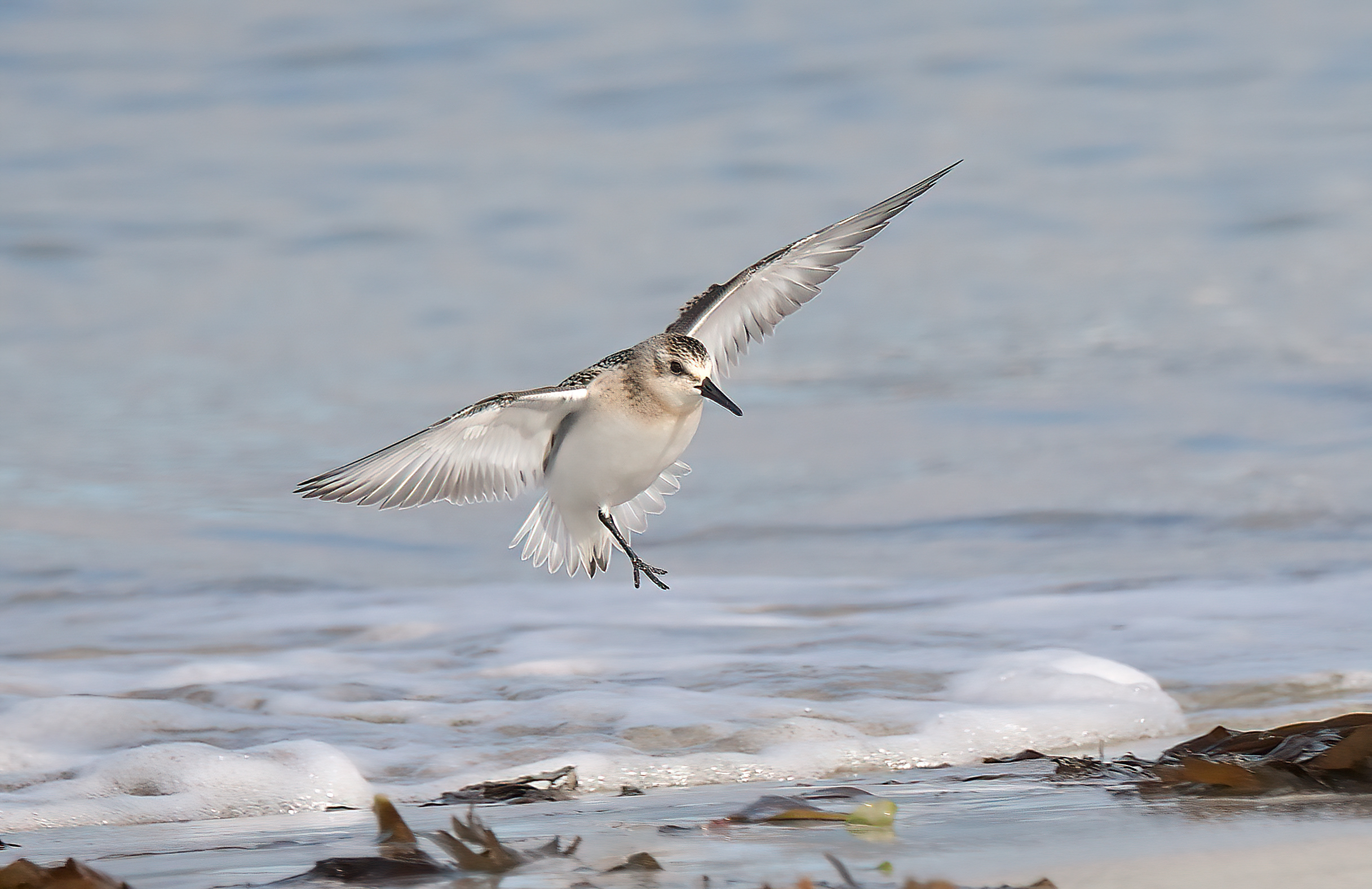Sanderling by Dennis Morrison - BirdGuides