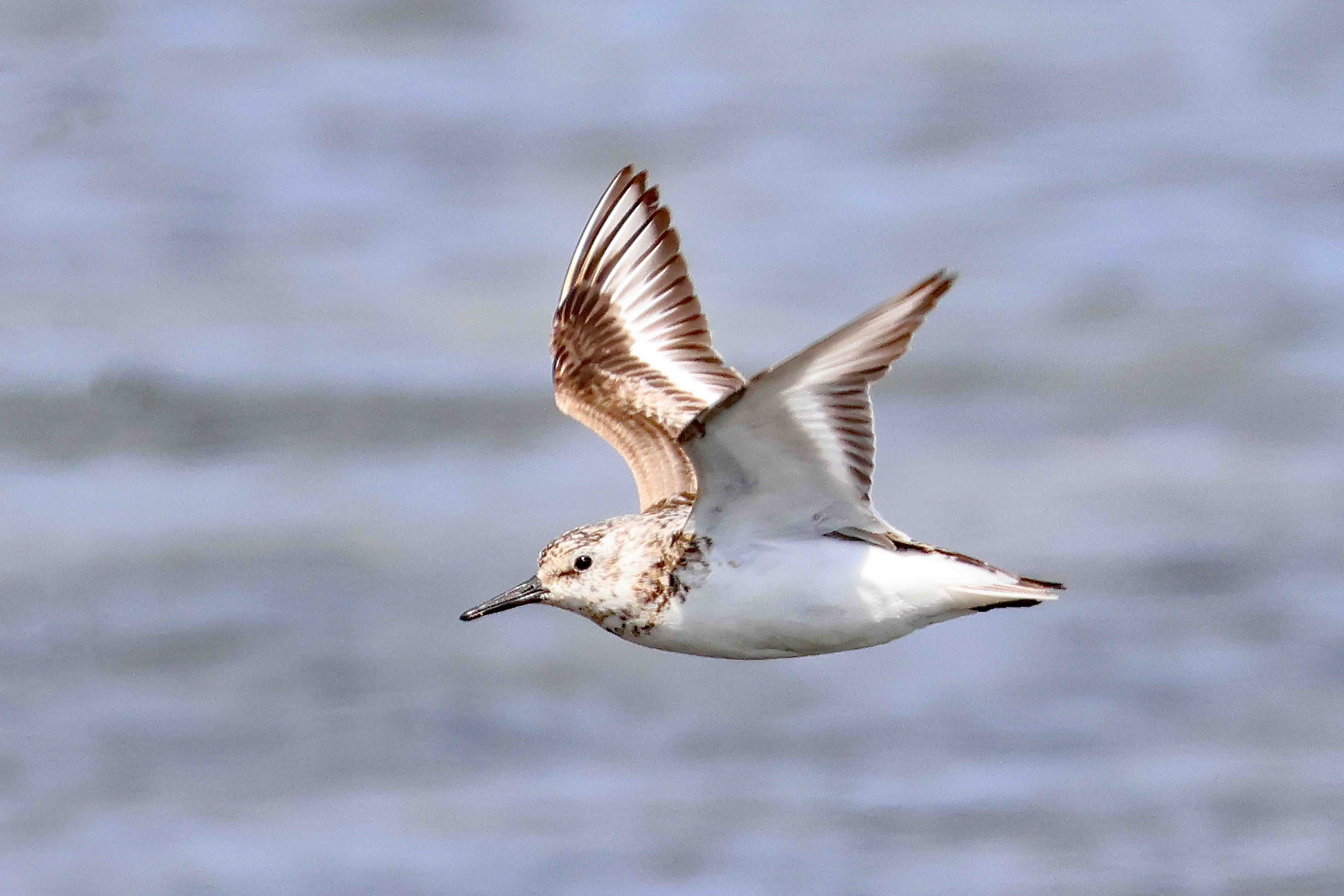 Sanderling by Christopher Bell - BirdGuides