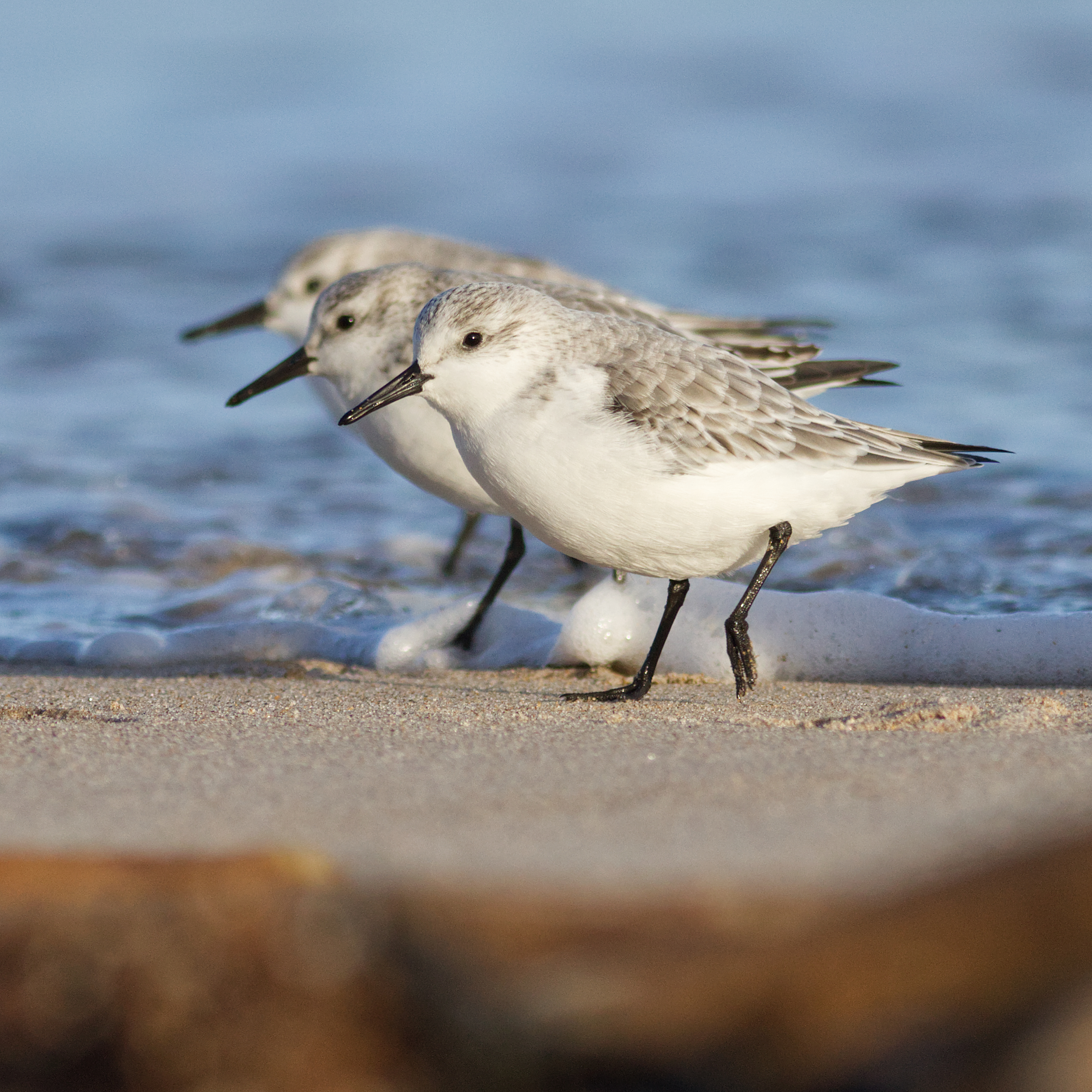 Sanderling by Patrick Safford - BirdGuides