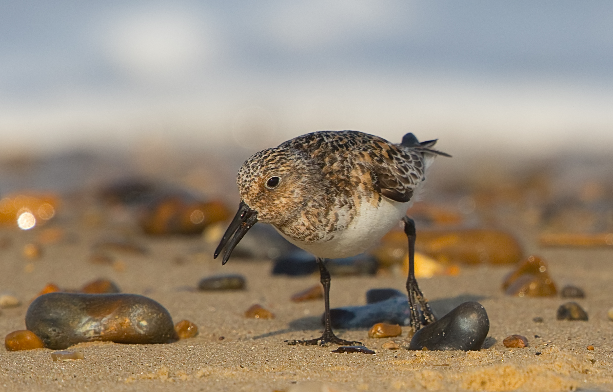 Sanderling by Nick Brown - BirdGuides