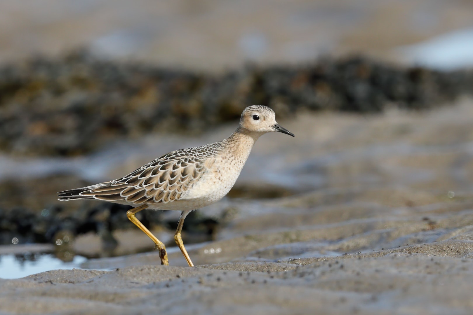 Buff-breasted Sandpiper by Colin Bradshaw - BirdGuides
