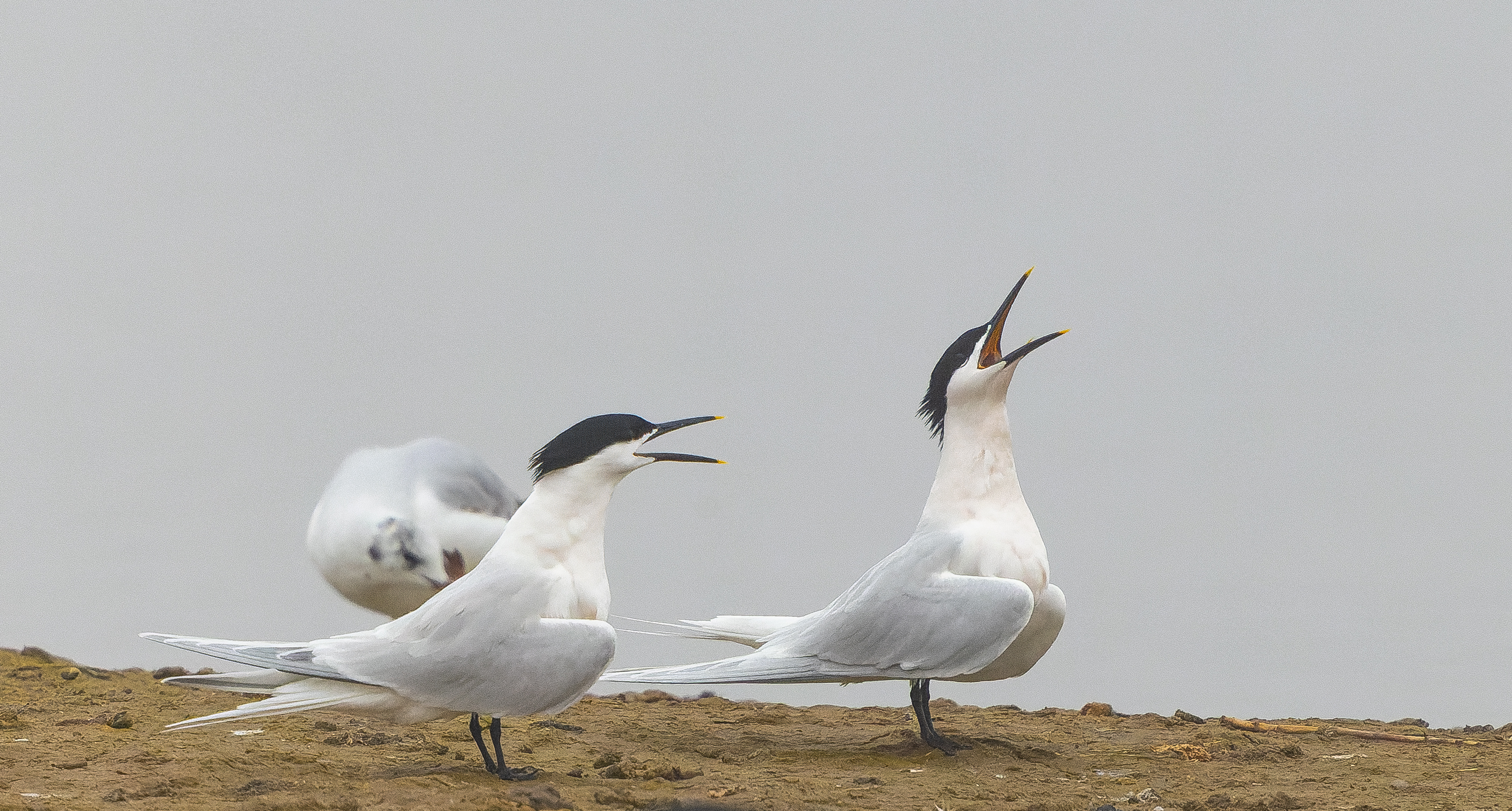 Sandwich Tern by Nick Brown - BirdGuides