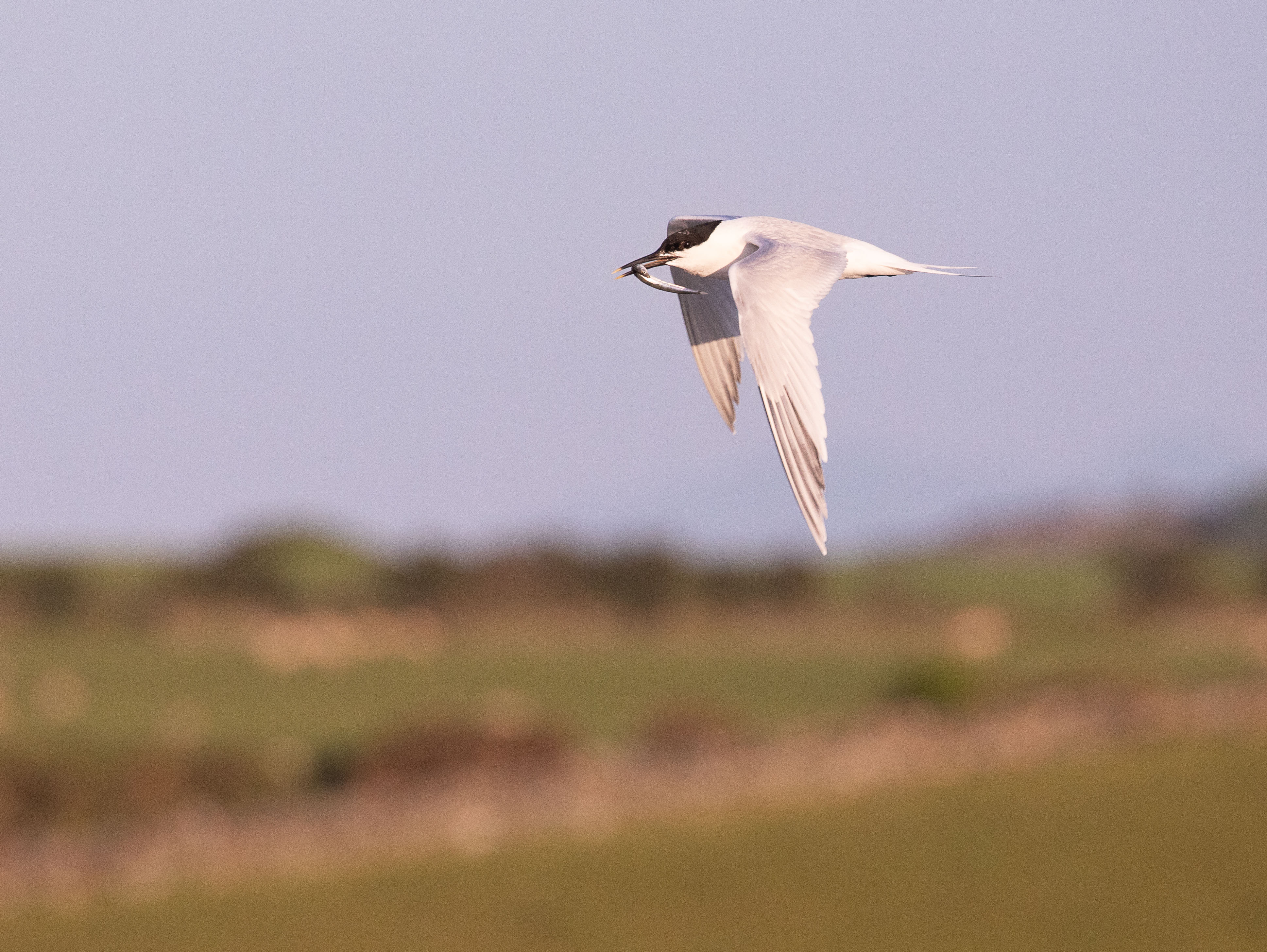 Sandwich Tern by Alex Montacute - BirdGuides