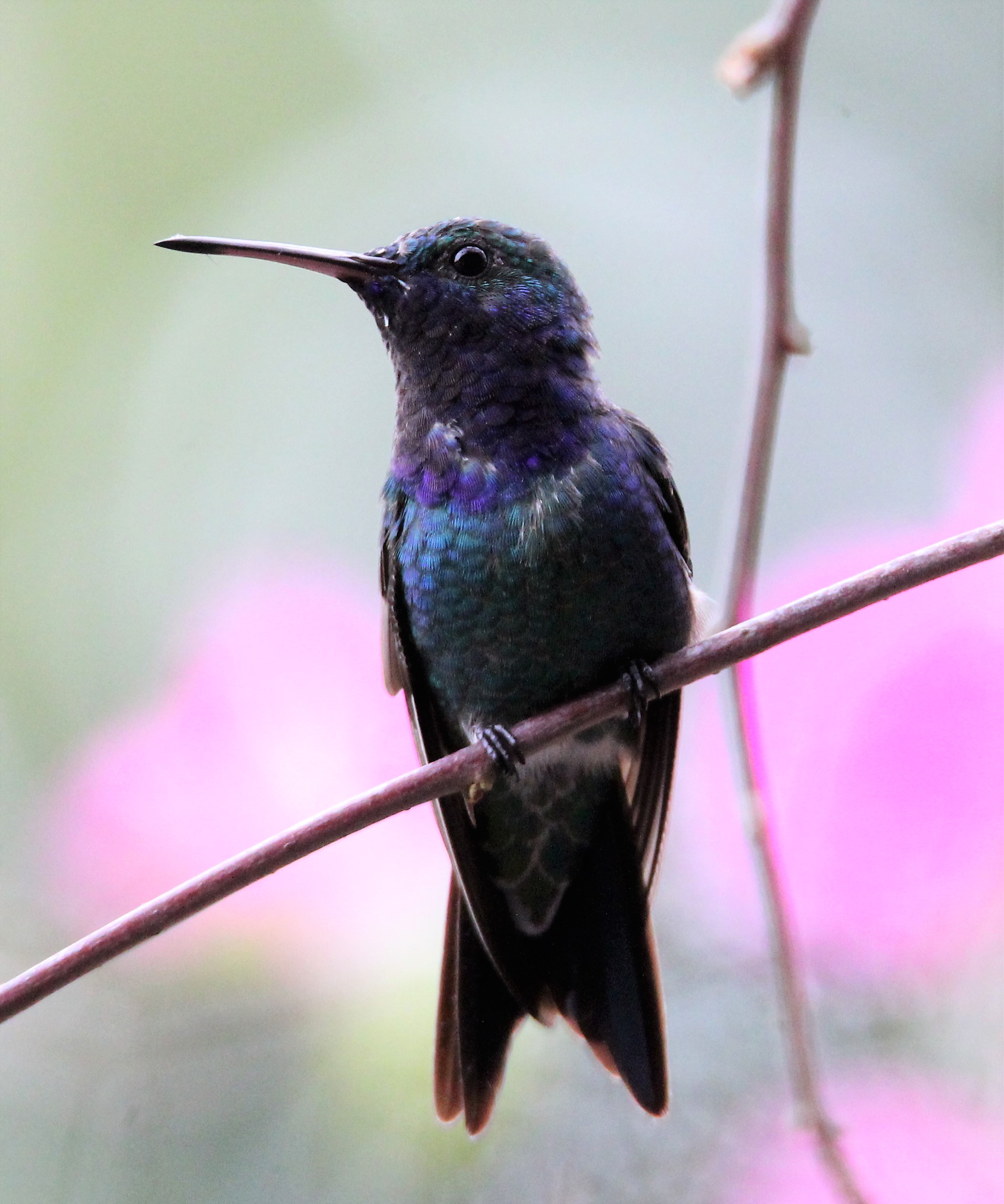 Details : Sapphire-throated Hummingbird - BirdGuides