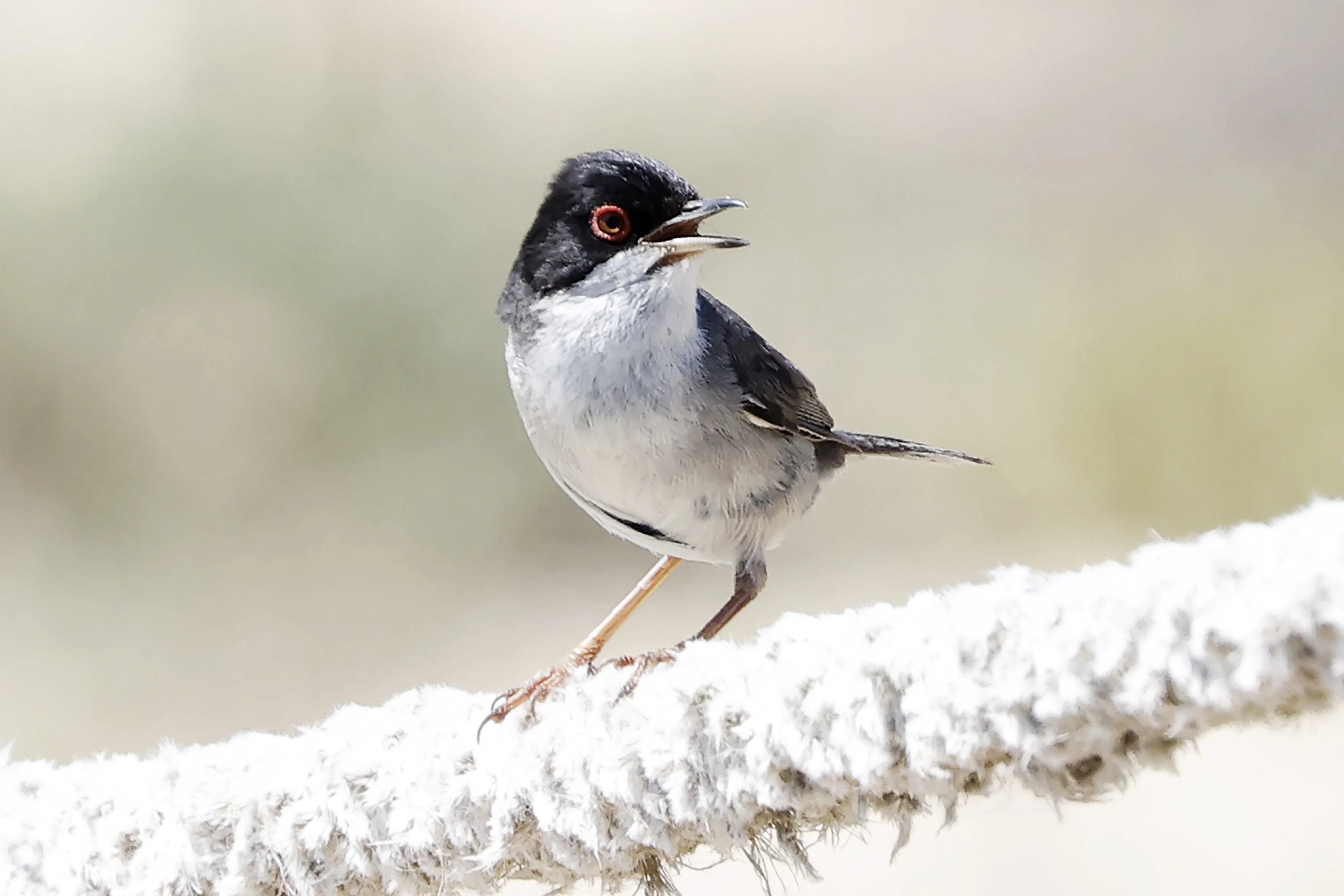 Details : Sardinian Warbler - BirdGuides